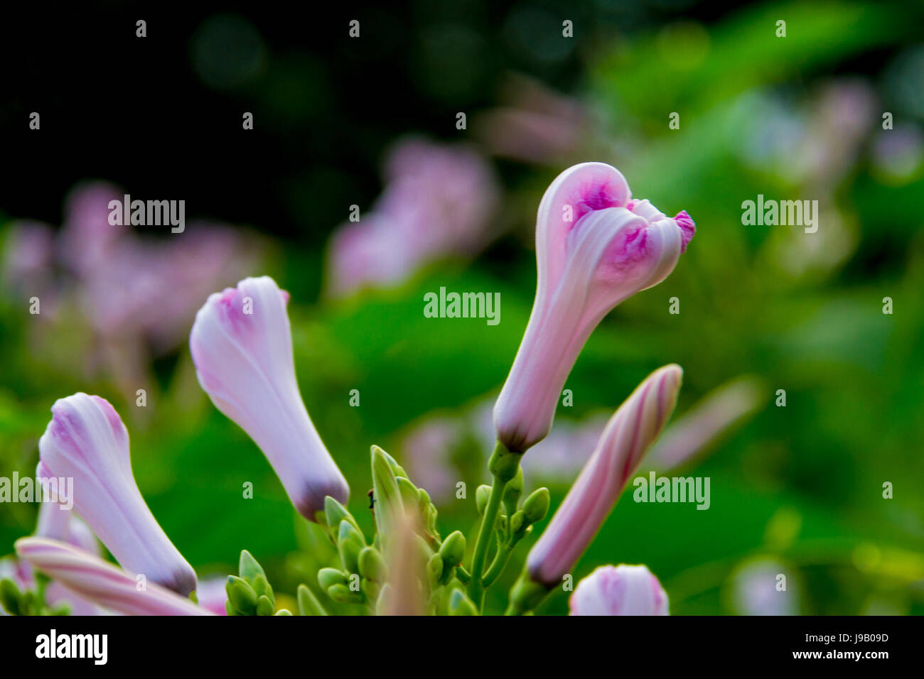 morning glory flowers on morning Glory Tree or Ipomoea Carnea Jacq ...