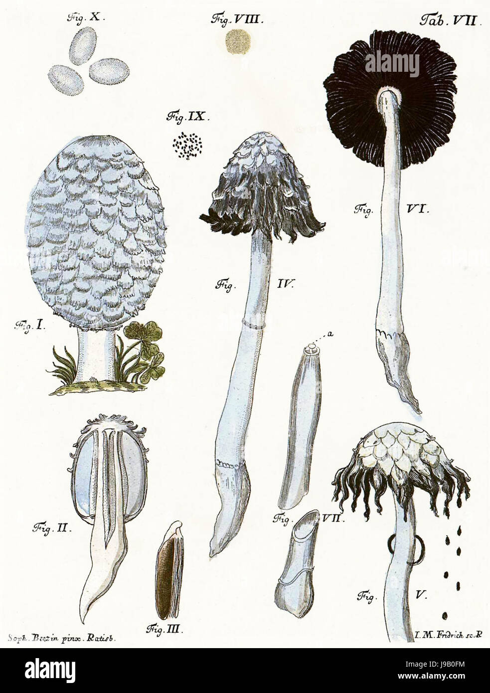 Agaricus specimens hi-res stock photography and images - Alamy