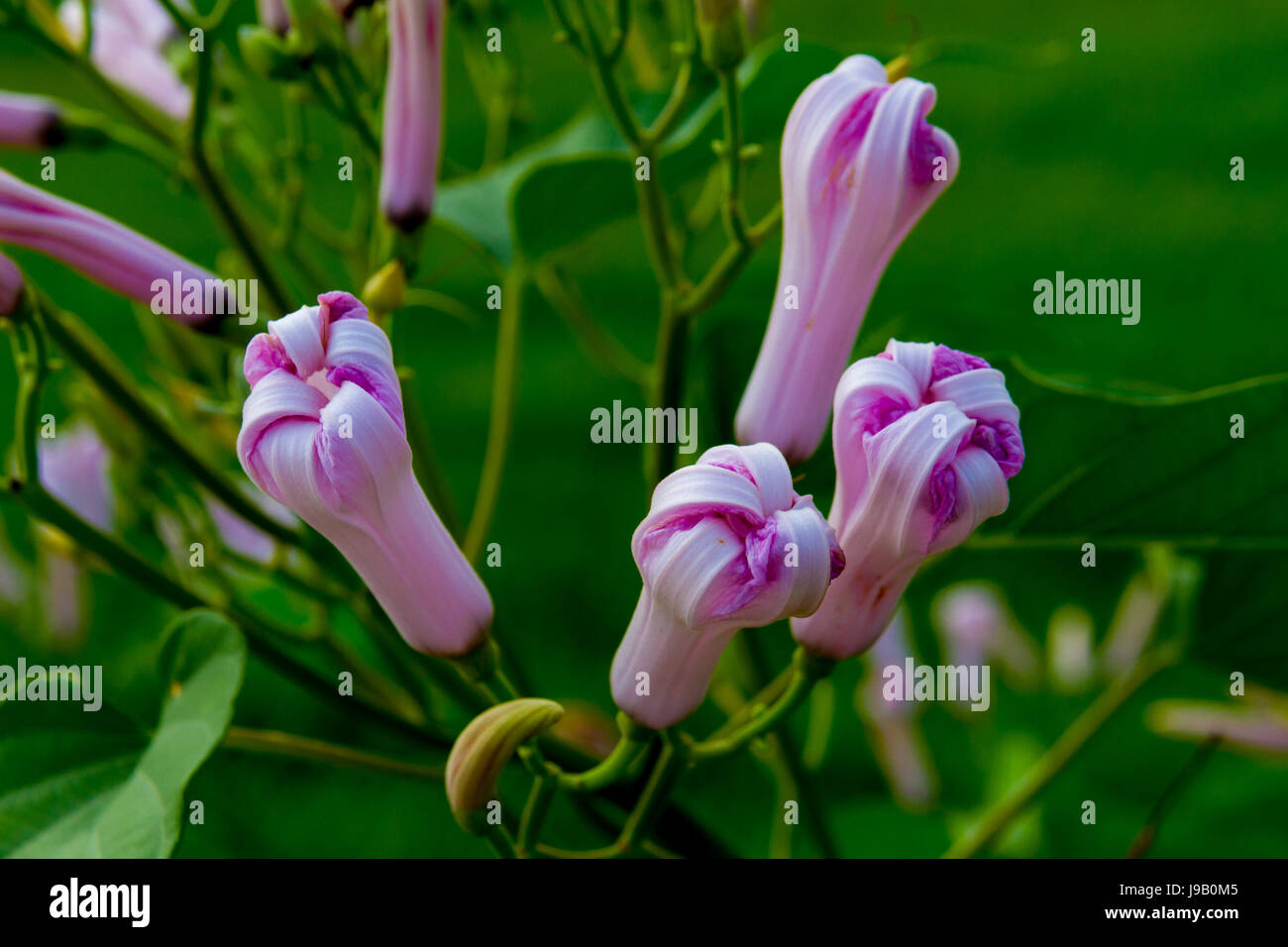 Morning glory flowers on morning Glory Tree or Ipomoea Carnea Jacq ...