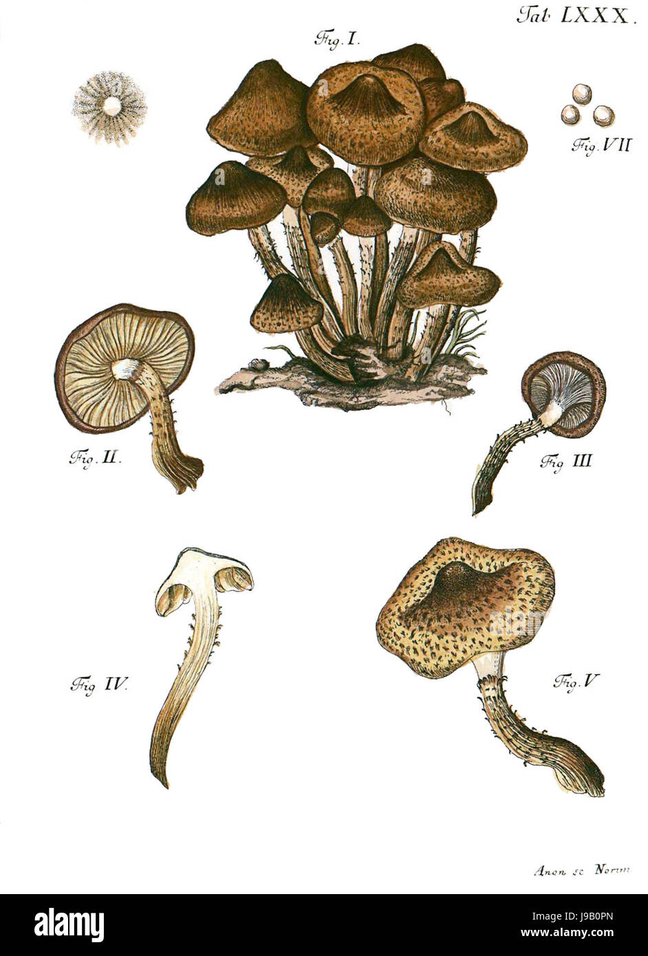A scientific illustration of Agaricus pilosus, a species of mushroom ...