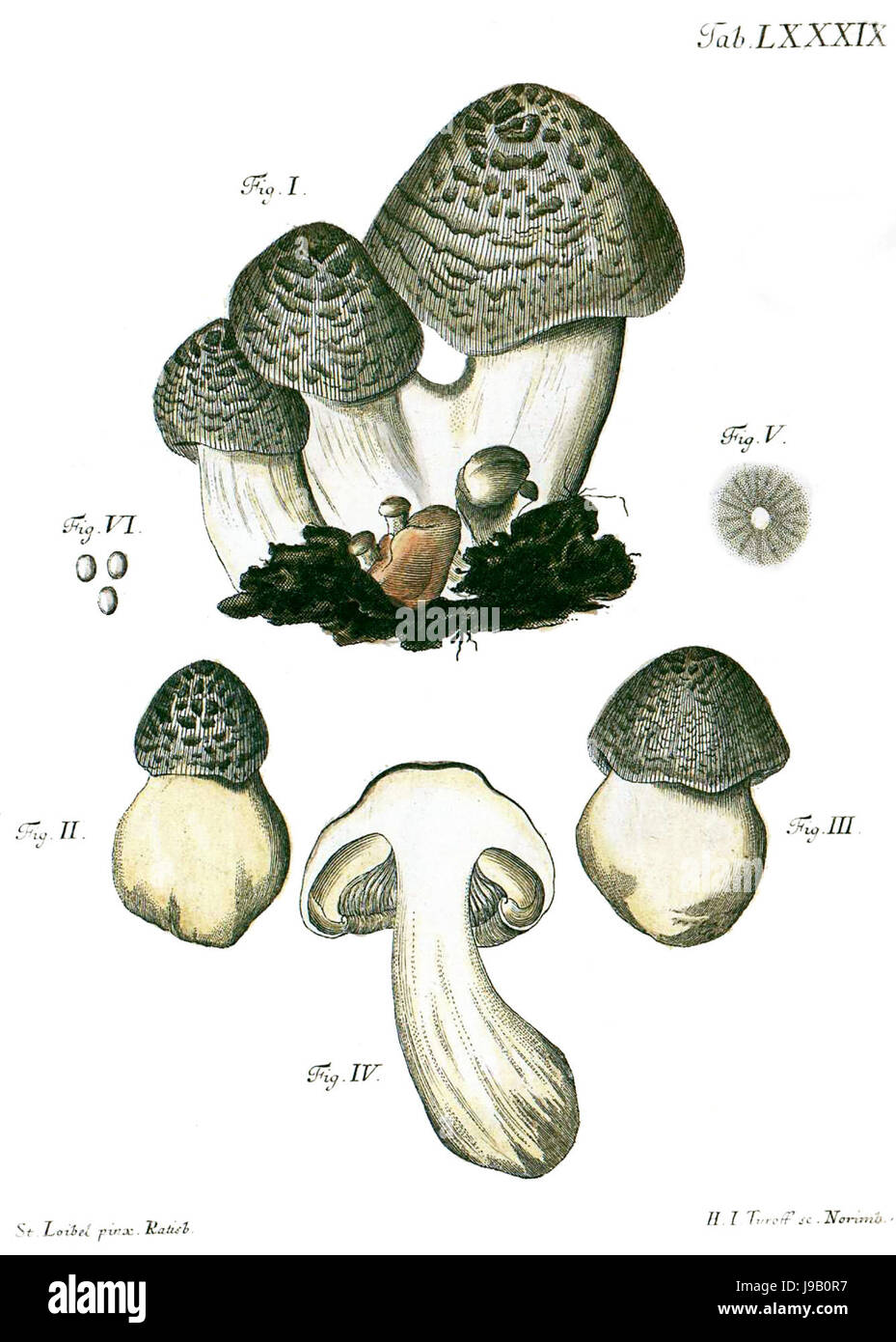 Agaricus tigrinus hi-res stock photography and images - Alamy