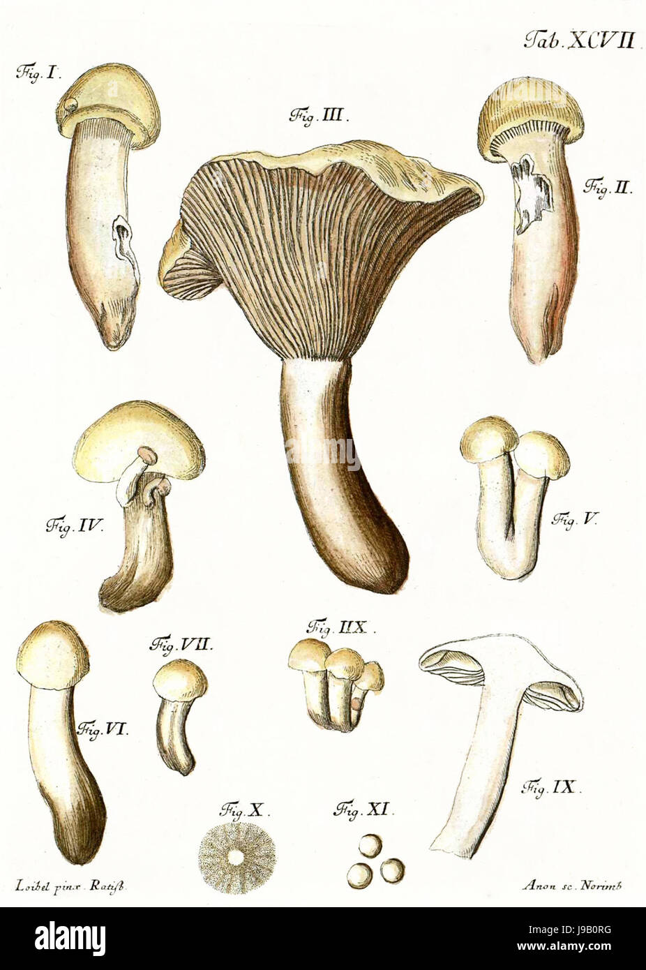 Tab97 Agaricus nitidus Schaeff Stock Photo - Alamy