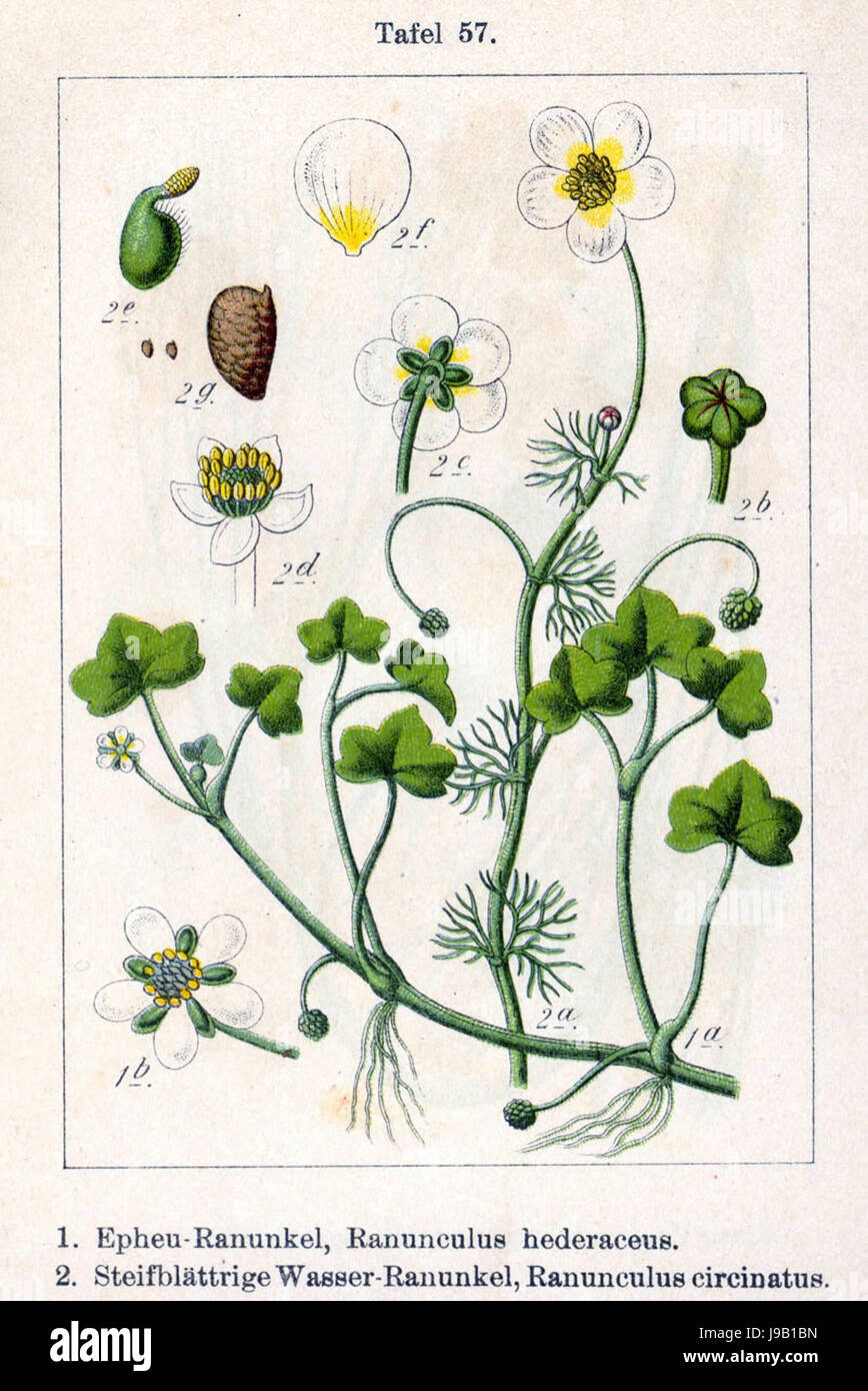 Ranunculus spp Sturm57 Stock Photo - Alamy