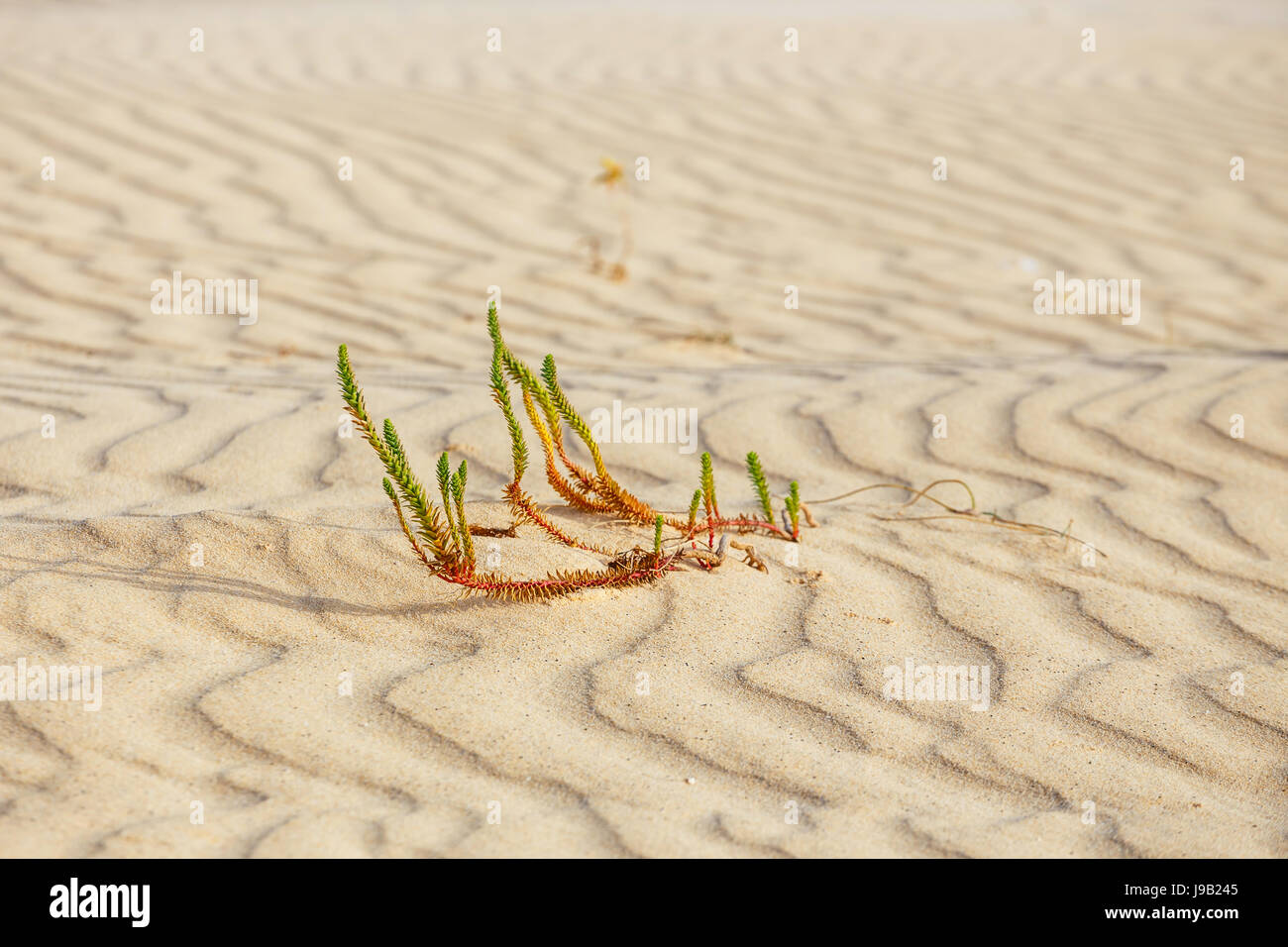Lines in the sand of a beach, close up Stock Photo - Alamy