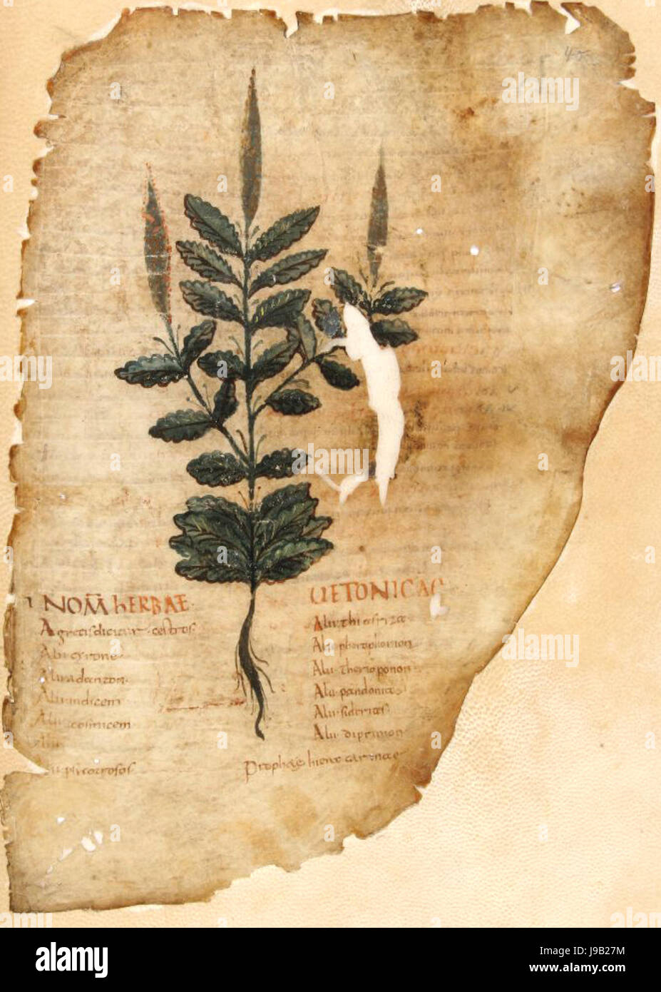 Pseudo Apuleius High Resolution Stock Photography and Images - Alamy