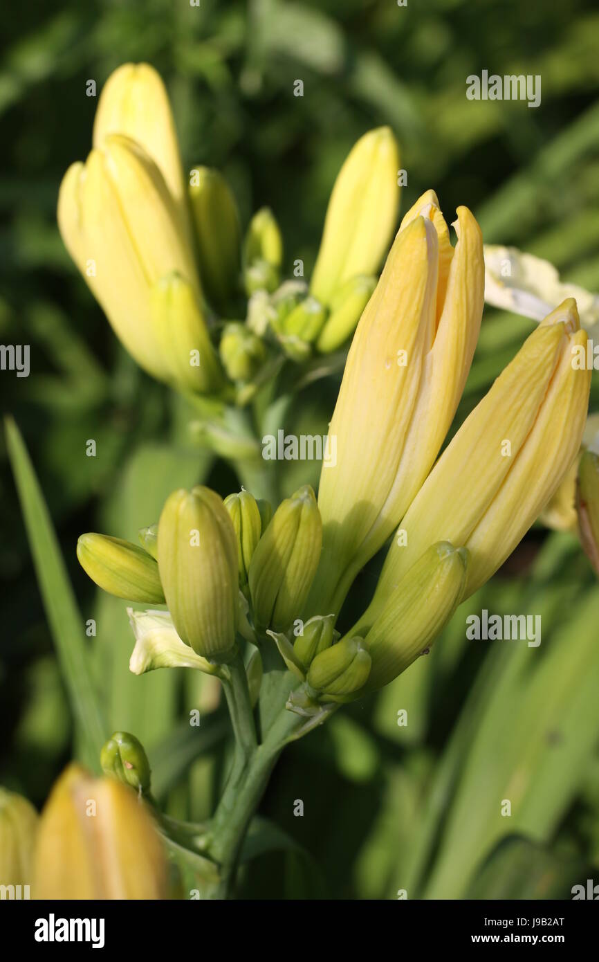 flower, plant, asia, flowers, balcony, idea, perspective, point of view ...