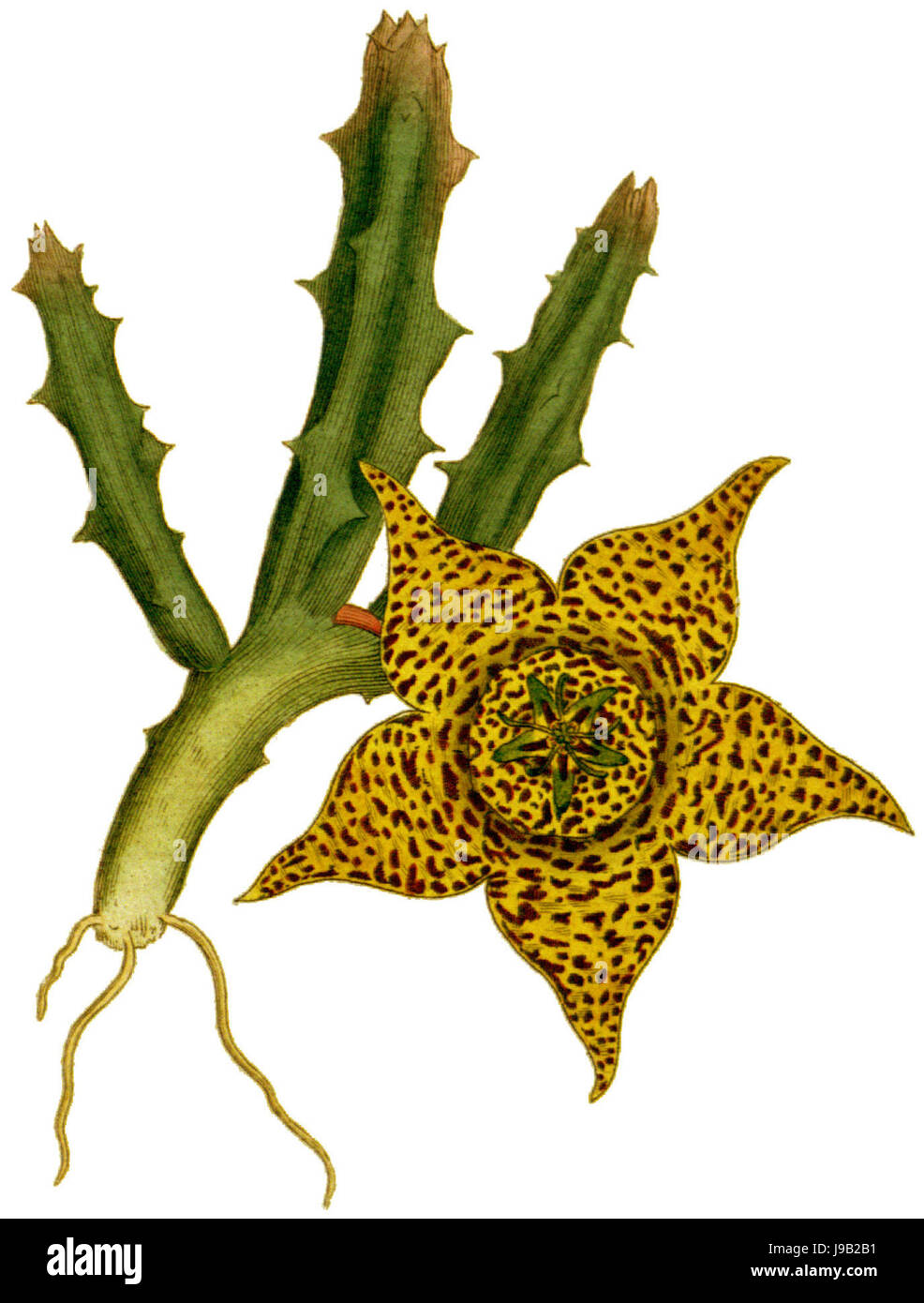 Stapelia variegata 1787 Stock Photo - Alamy