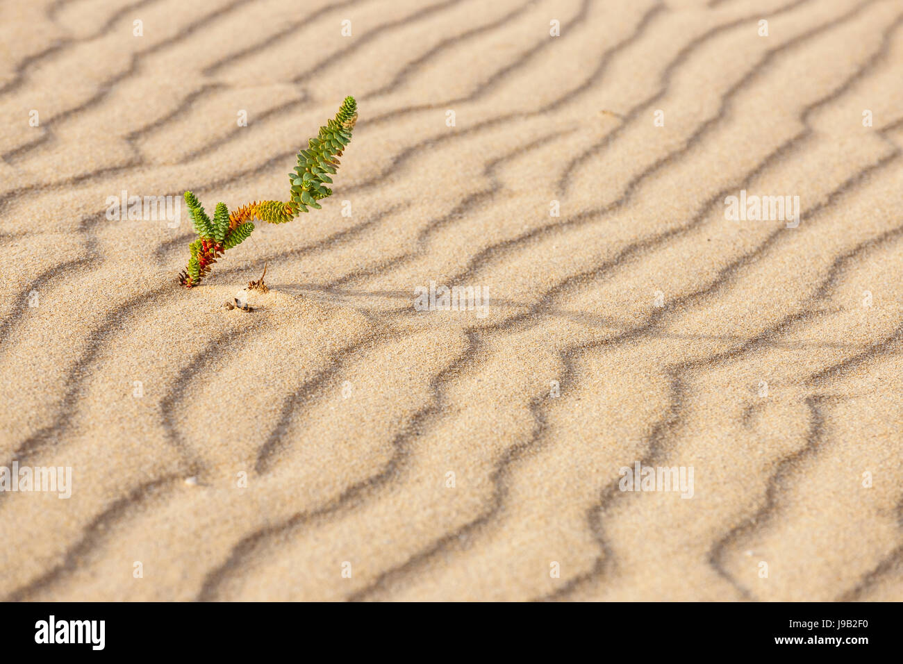 Lines in the sand of a beach, close up Stock Photo - Alamy