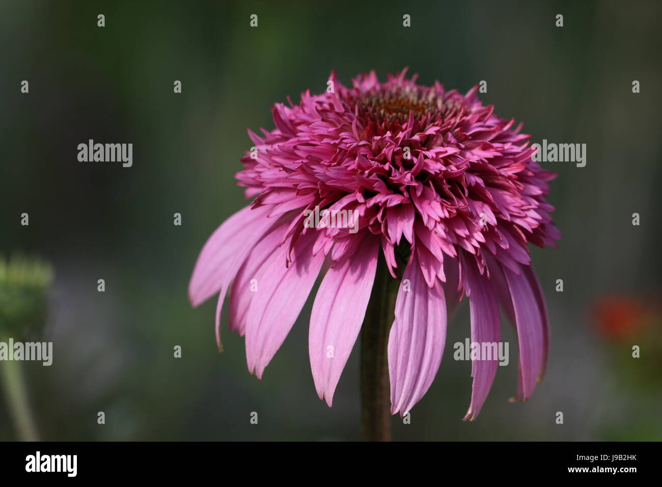 Round flower bed birds eye view High Resolution Stock Photography and ...