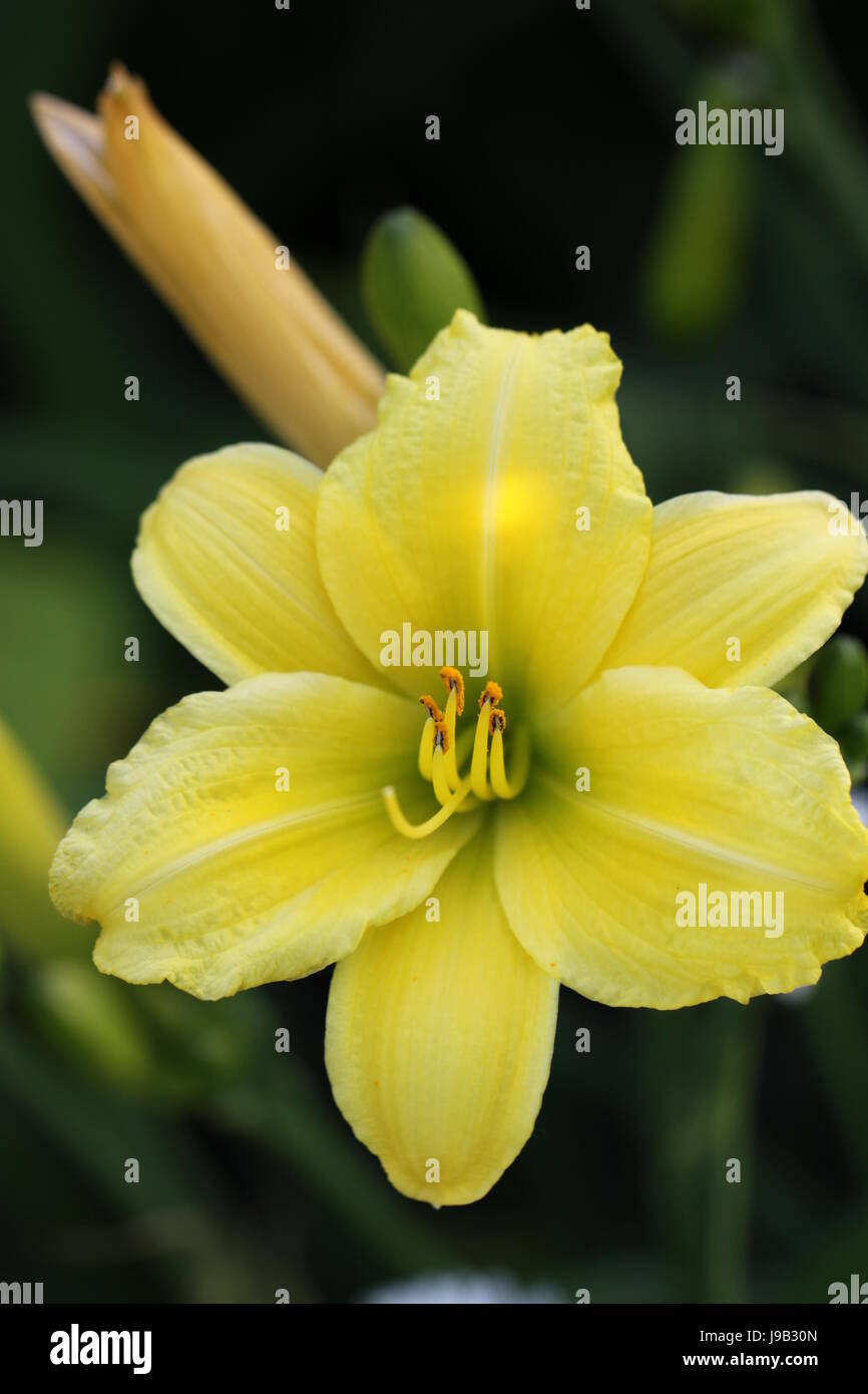 hamerocallis,star of falkenrehde Stock Photo - Alamy