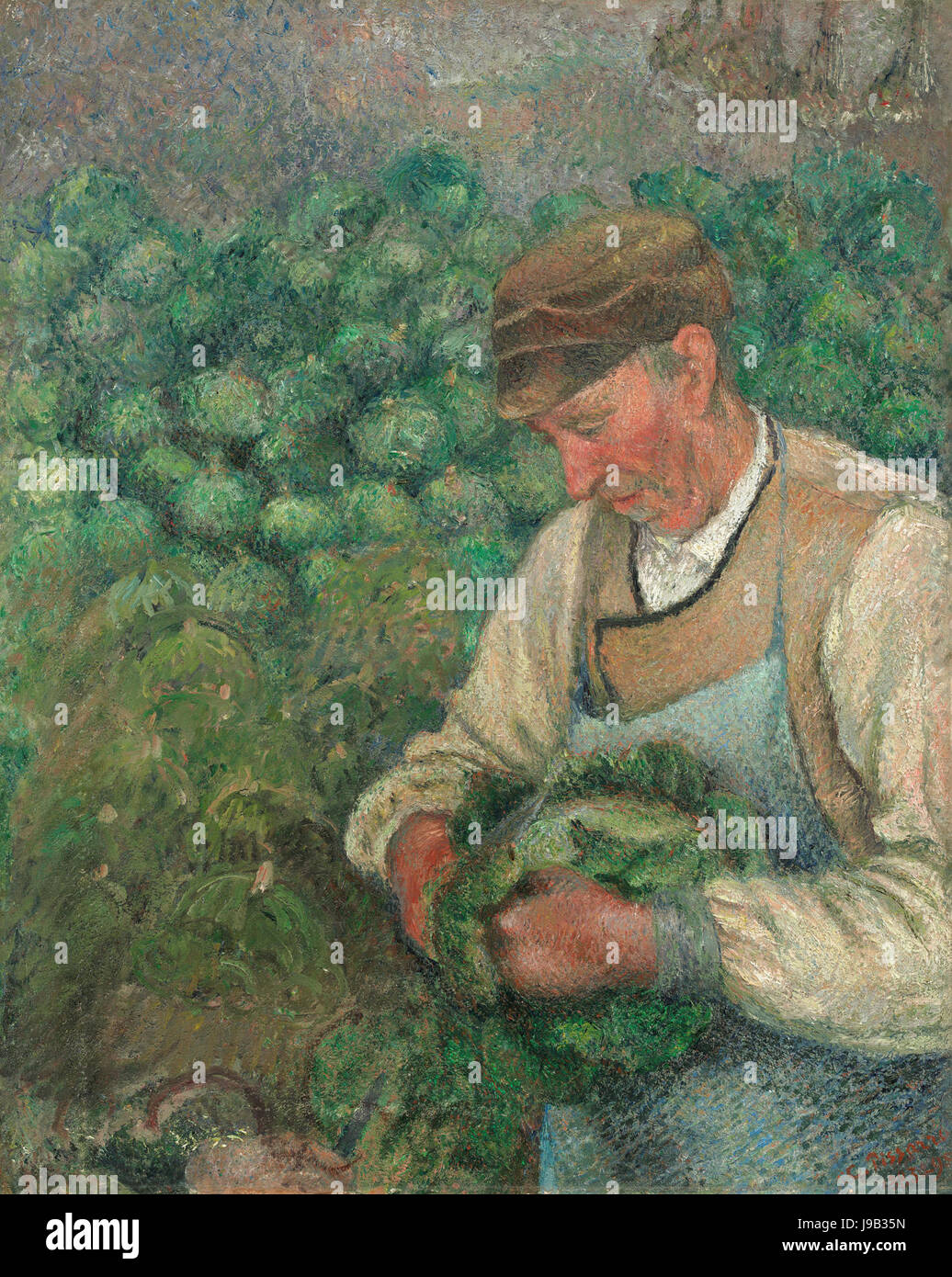 The Gardener Old Peasant with Cabbage Stock Photo - Alamy