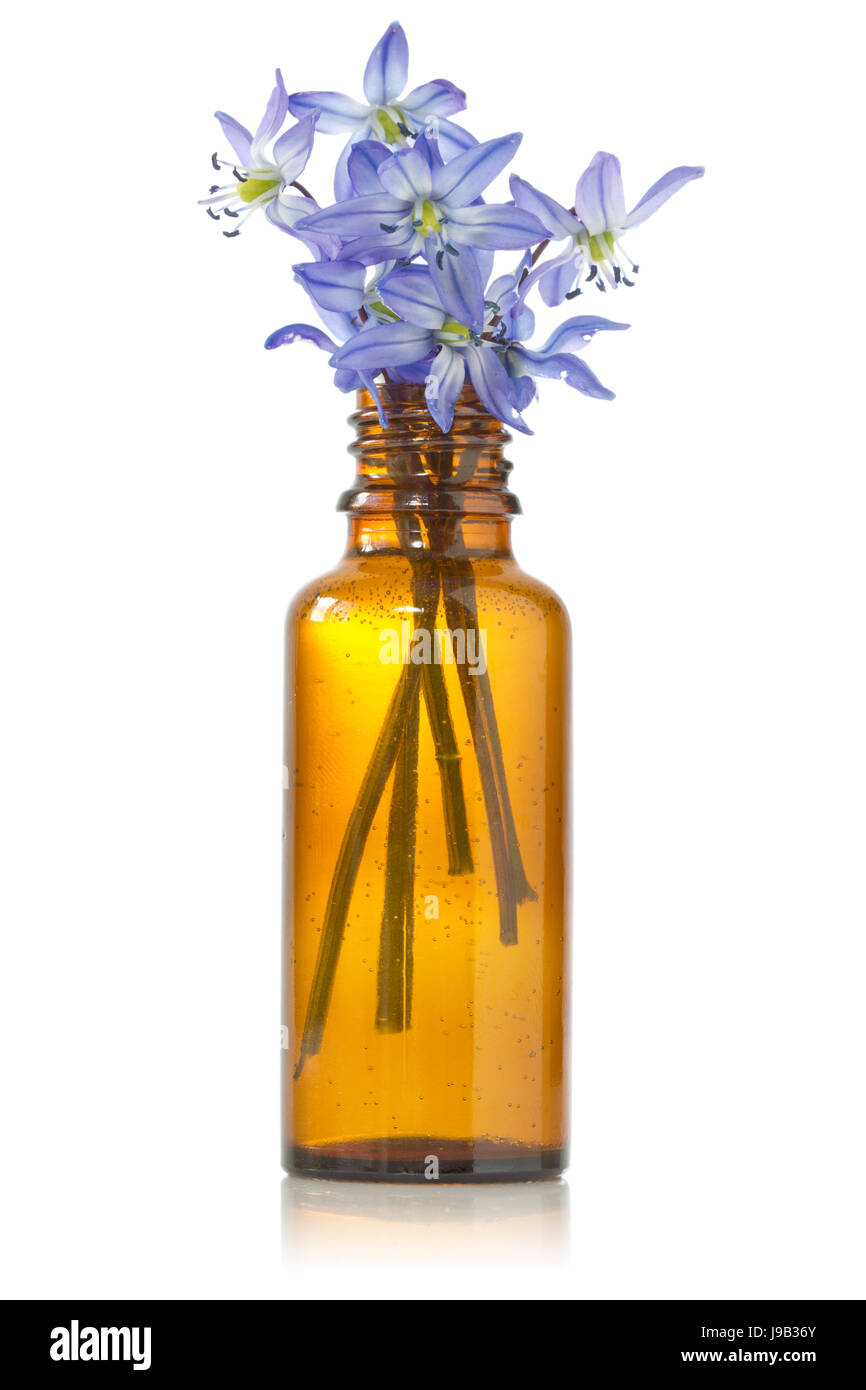 blue, flower, plant, bloom, blossom, flourish, flourishing, flora ...