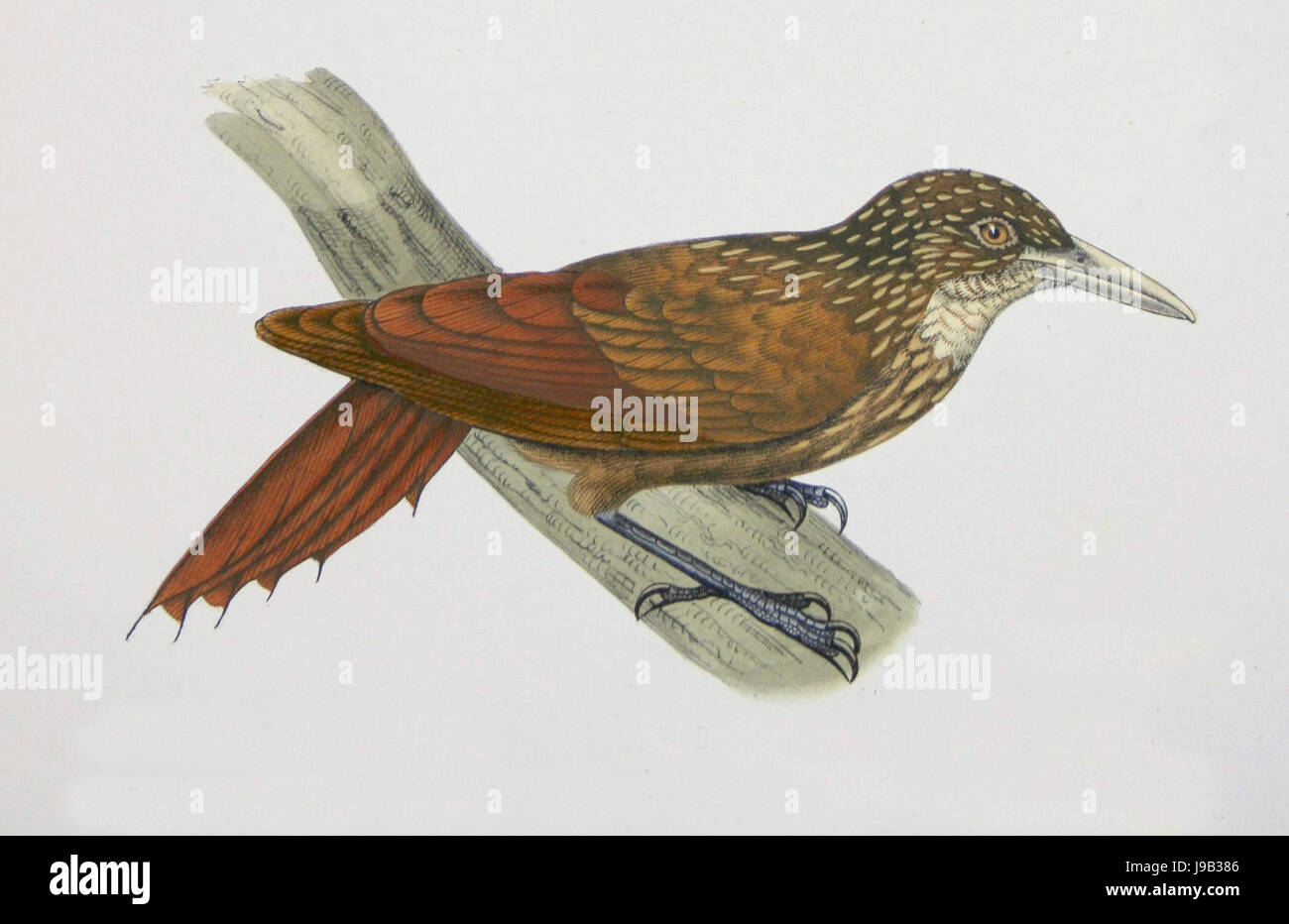 Xiphorhynchus obsoletus Castelnau Stock Photo - Alamy