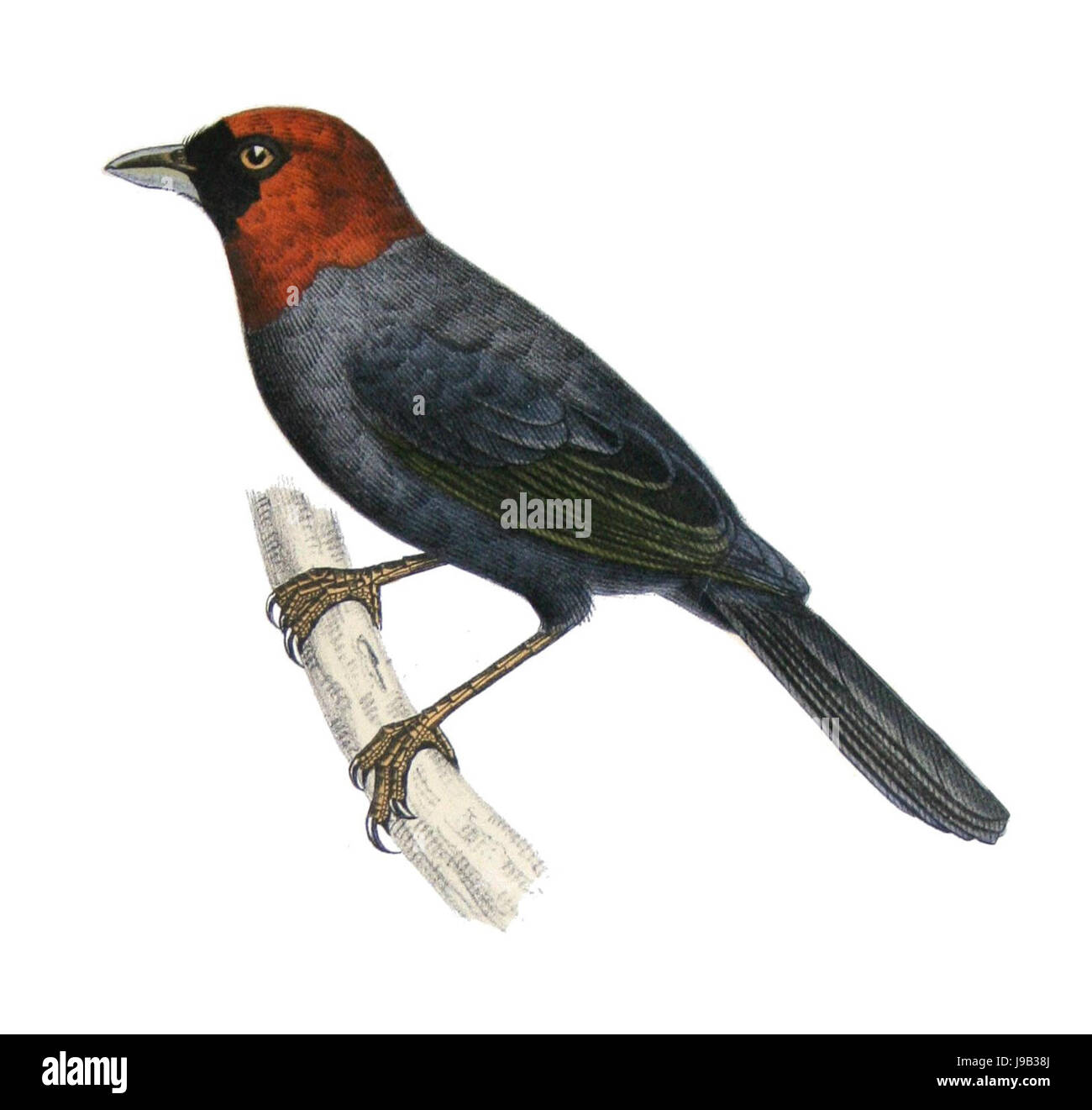 Avian field research Cut Out Stock Images & Pictures - Alamy