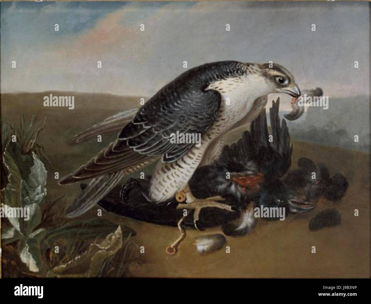Nicasius Bernaerts Falcon devouring a bird Stock Photo - Alamy