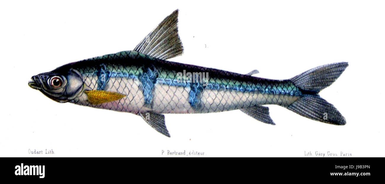 Schizodon vittatus hi-res stock photography and images - Alamy