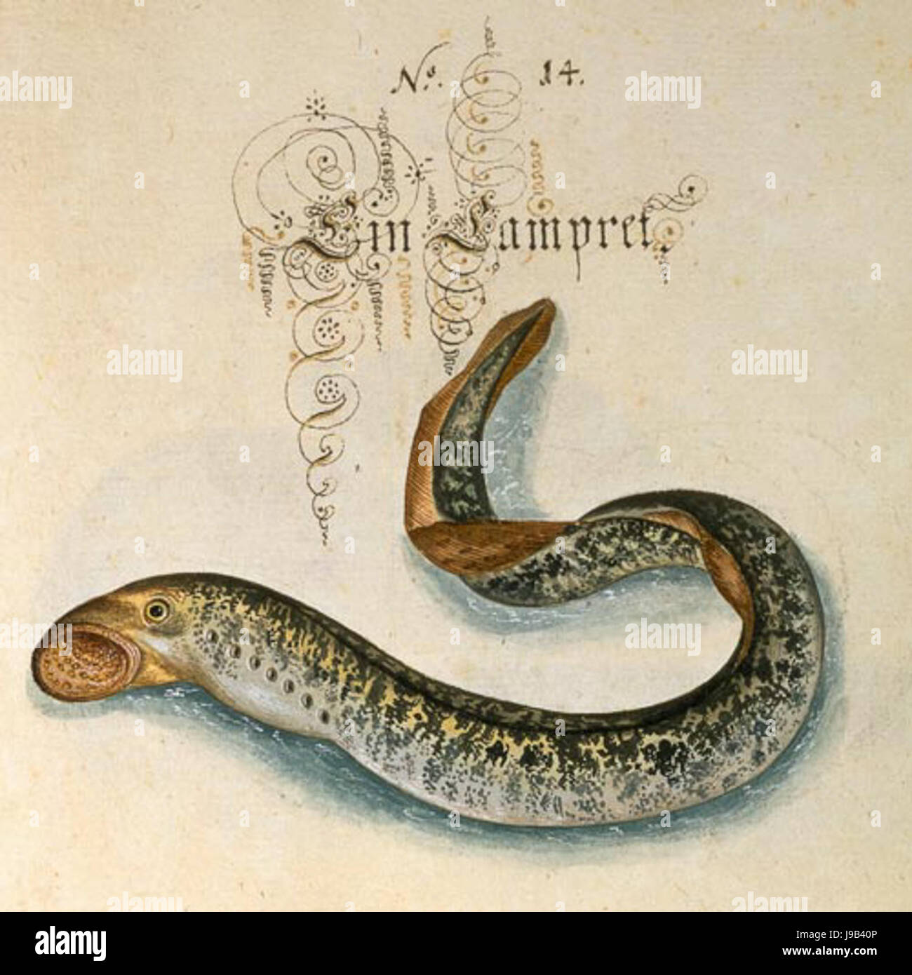 Sea lamprey Baldner Stock Photo - Alamy