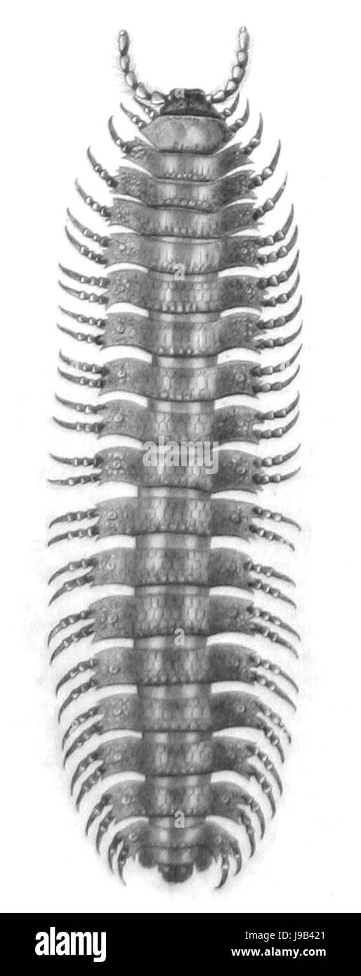 Myriapodes hi-res stock photography and images - Alamy