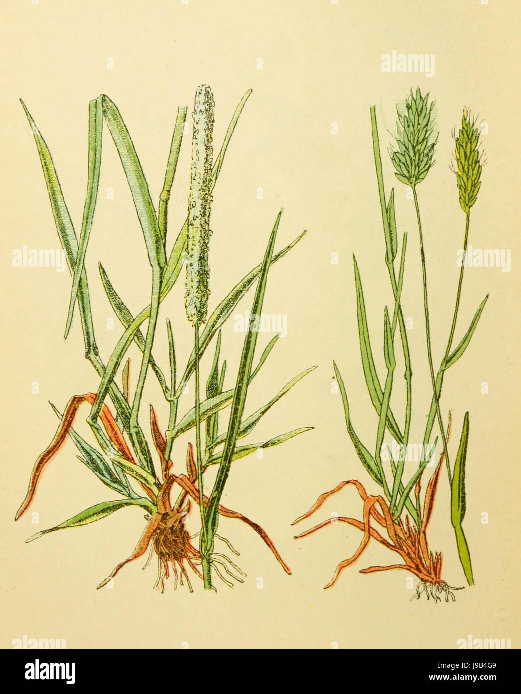 Plantenschat1898 74 32 Phleum pratense. Anthoxanthum odoratum Stock ...