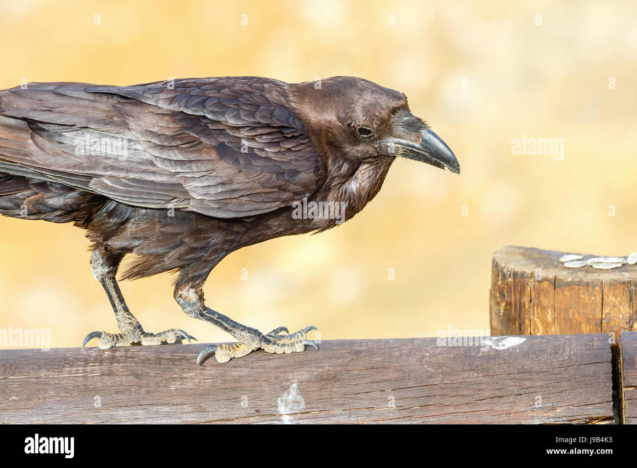 Common Raven sitting on a wooden beam, close up Stock Photo - Alamy