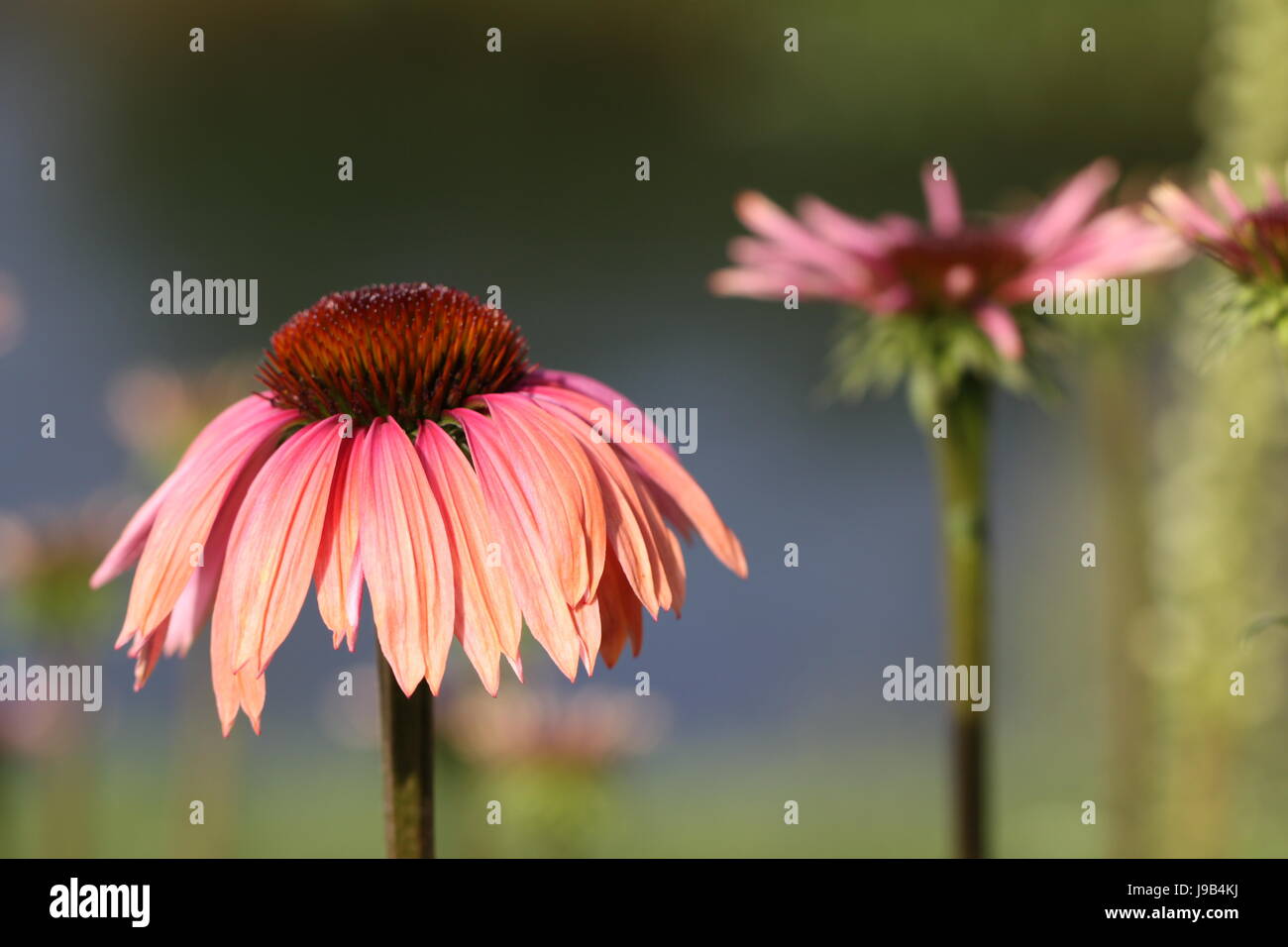 echinacea hybrids sundown orange coneflower Stock Photo - Alamy