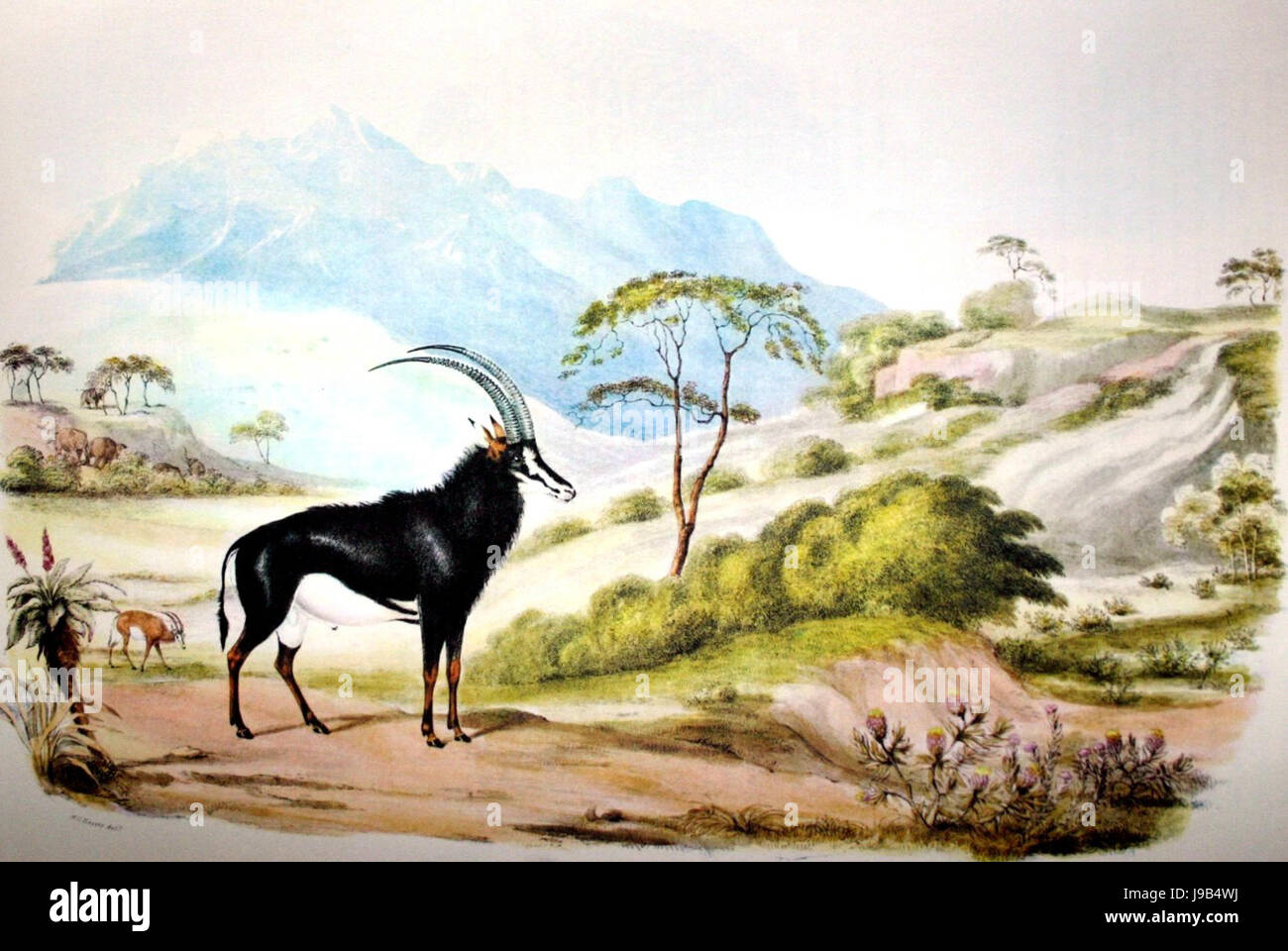 Sable Antelope by William Cornwallis Harris02 Stock Photo - Alamy