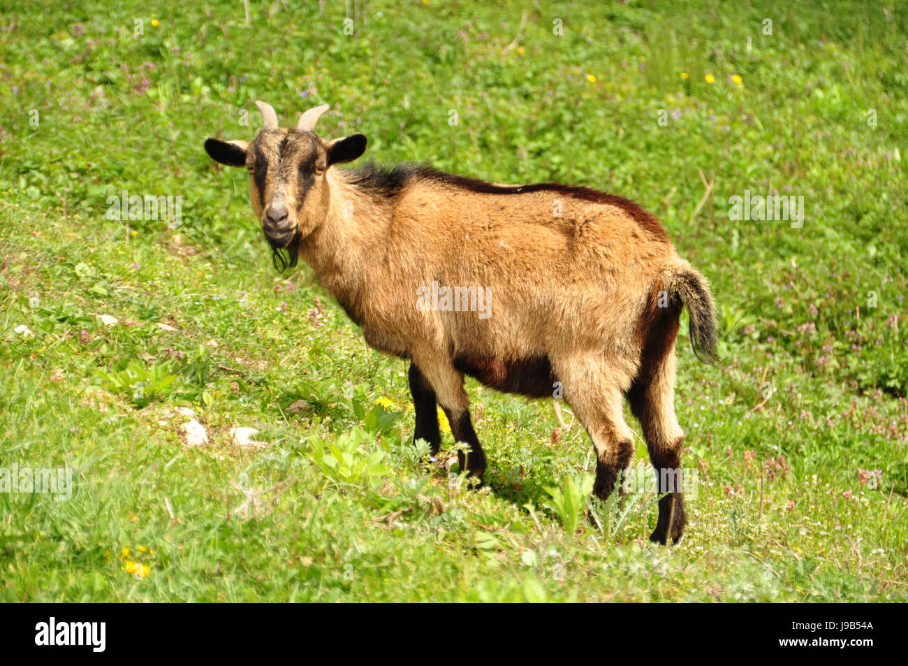 goat in pasture Stock Photo - Alamy