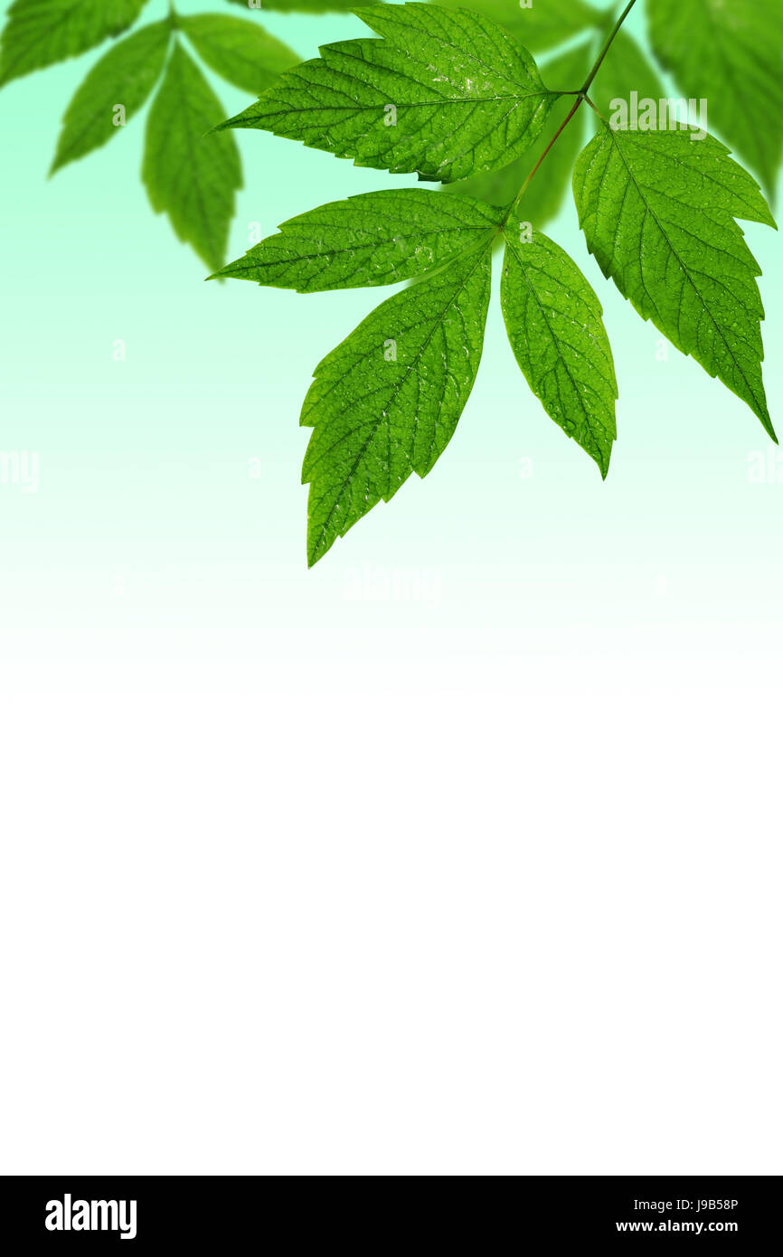 leaf, environment, enviroment, green, ecology, backdrop, background ...