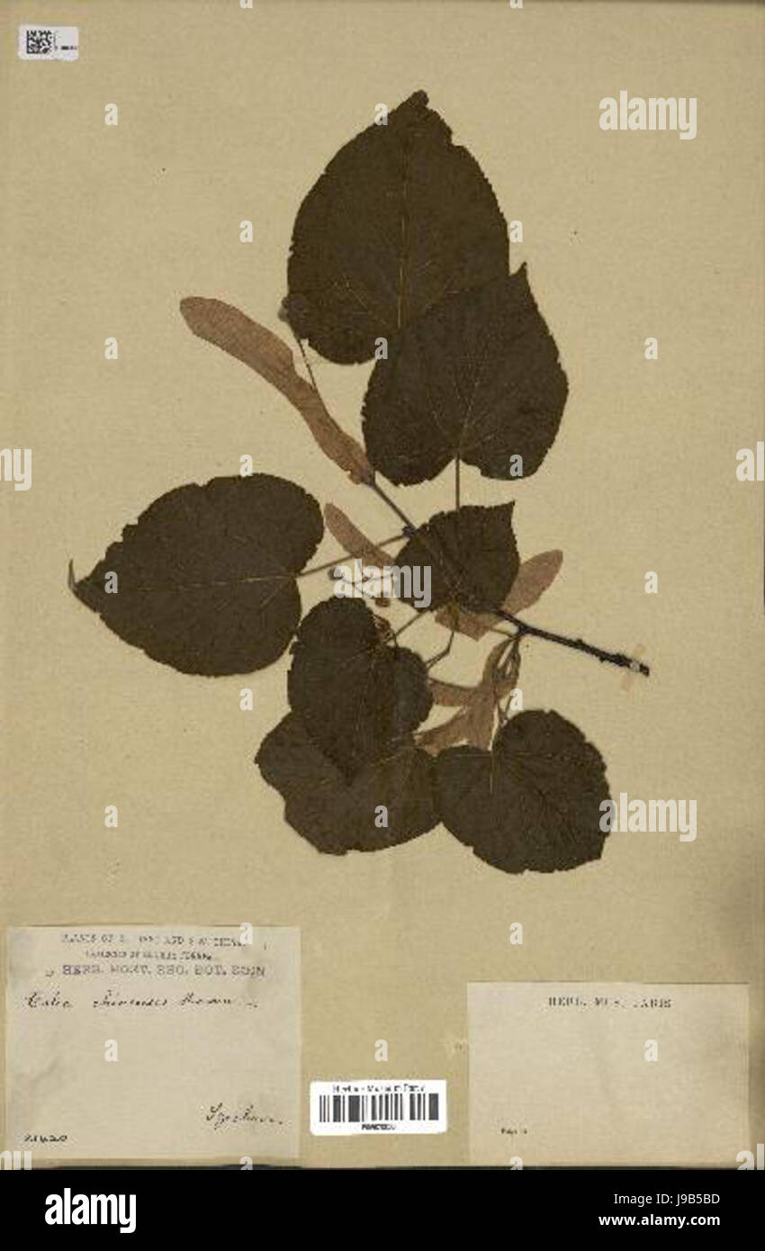 T chinensis hi-res stock photography and images - Alamy