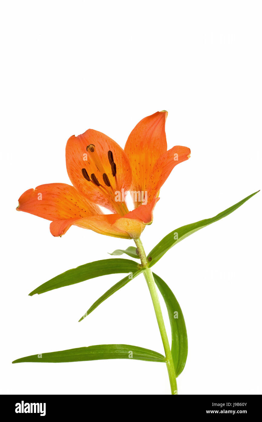 leaf, flower, plant, bloom, blossom, flourish, flourishing, blooming ...