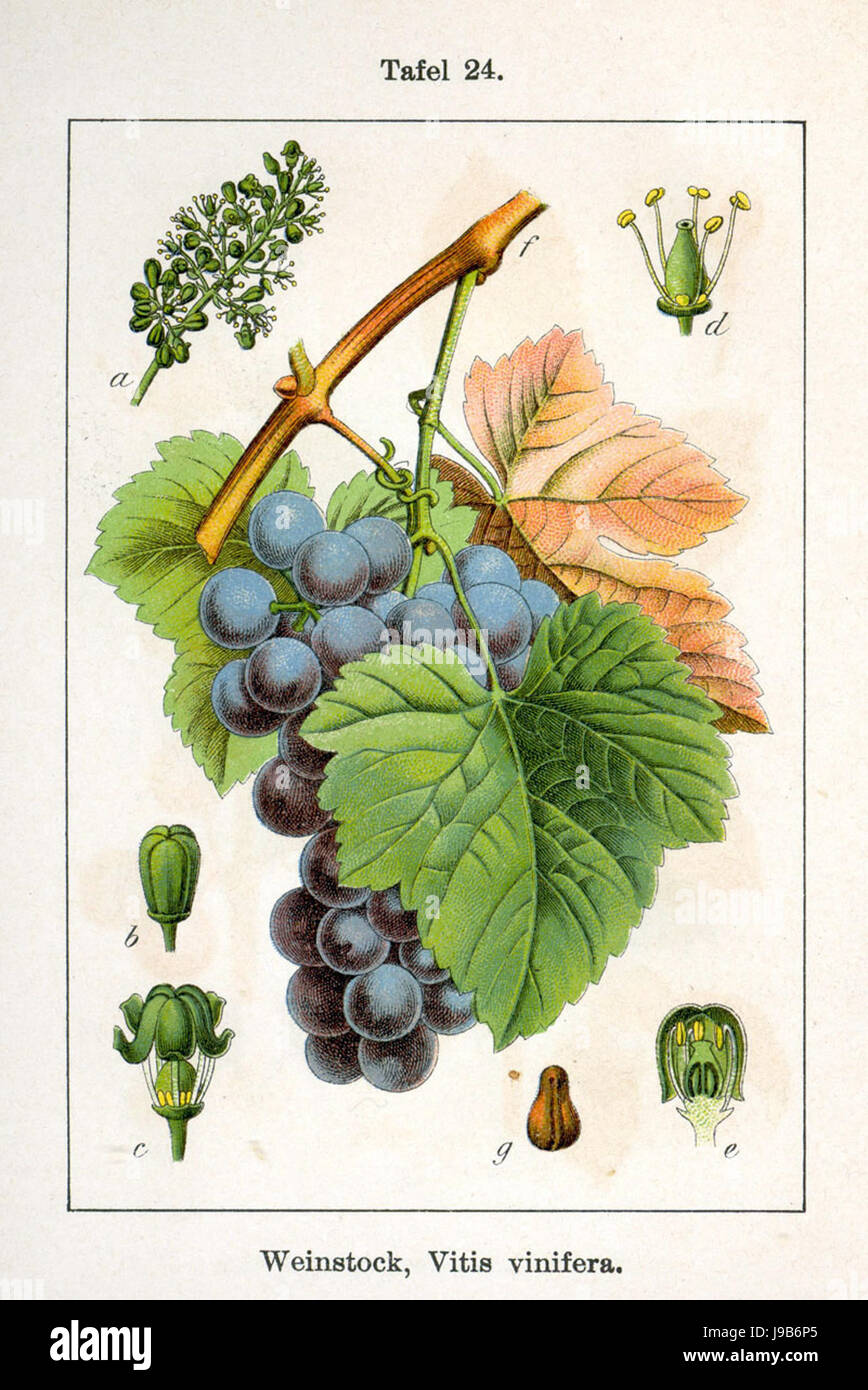 Vitis vinifera species hi-res stock photography and images - Alamy