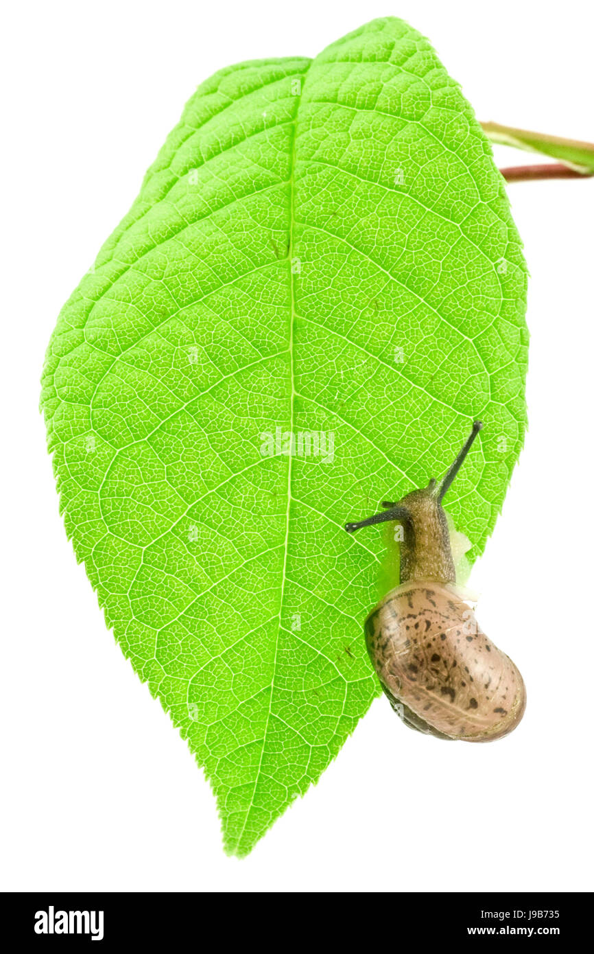 close, leaf, isolated, animal, scrabble, crawling, snail, gastropod ...