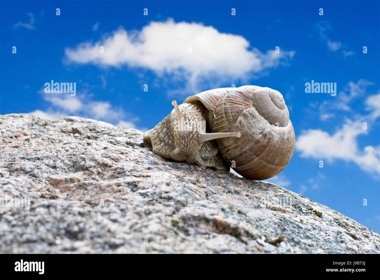 environment, enviroment, closeup, animal, scrabble, crawling, amphibian ...