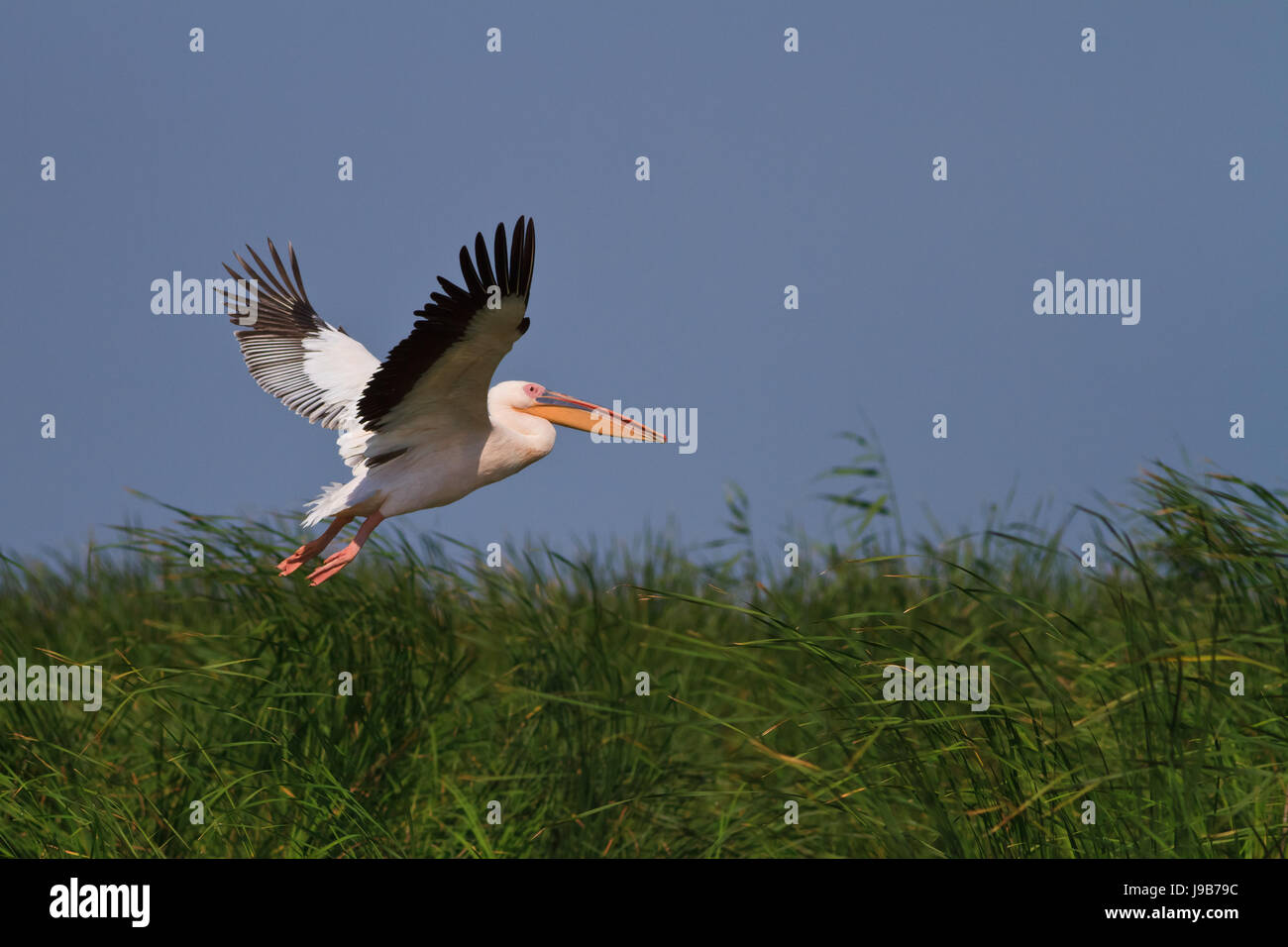 flight, bird, freedom, liberty, wildlife, pelican, delta, fly, flies ...