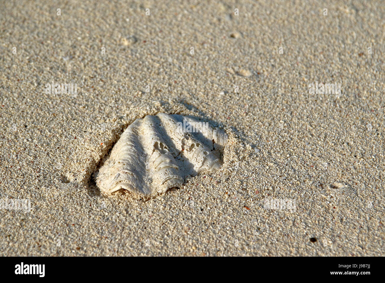 Shell on the beach on Ukulhas, Maldives Stock Photo - Alamy