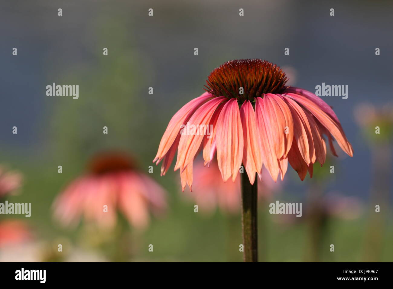 orange, marguerite, sun shade, orange, shine, shines, bright, lucent ...
