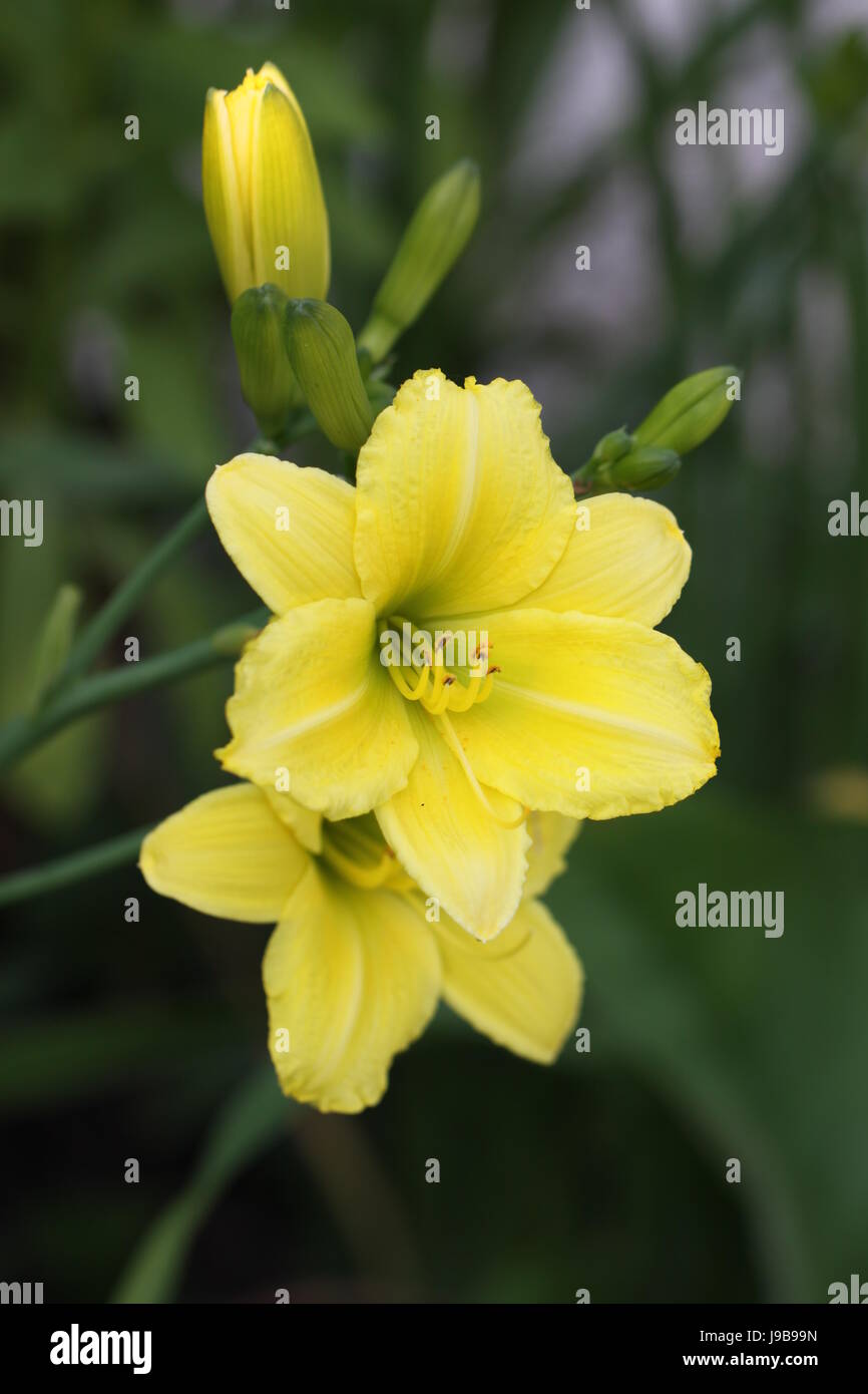 flower, plant, lily, lilies, star, of, from, shine, shines, bright ...