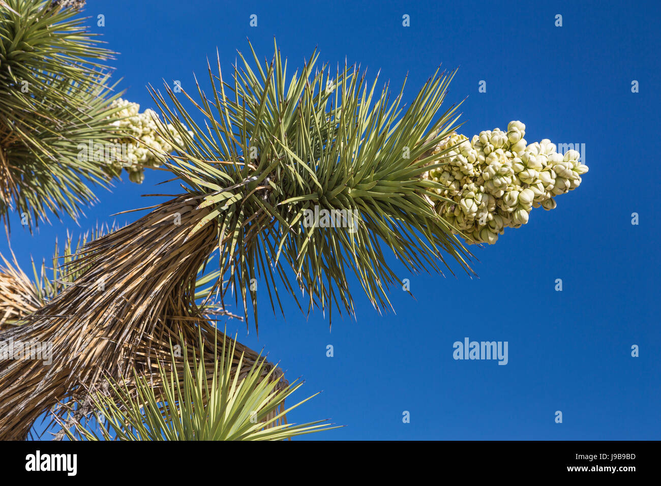 Joshua trees blooming in Joshua Tree National Park, California, USA ...