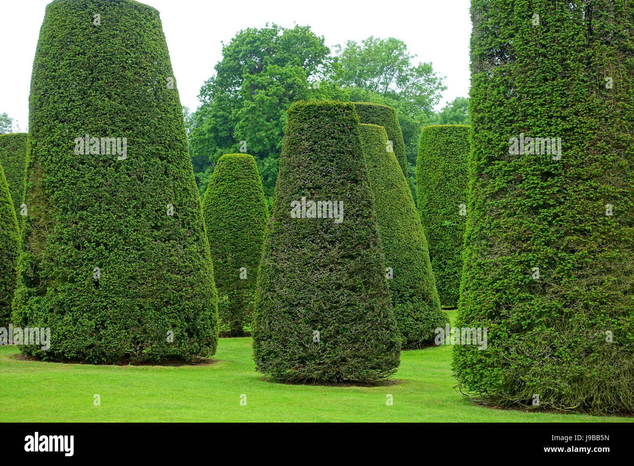 Yew tree natural history hi-res stock photography and images - Alamy
