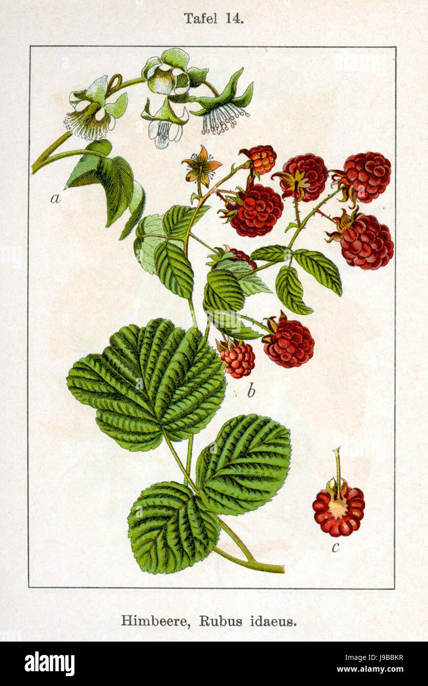 Rubus idaeus botanical illustration hi-res stock photography and images ...