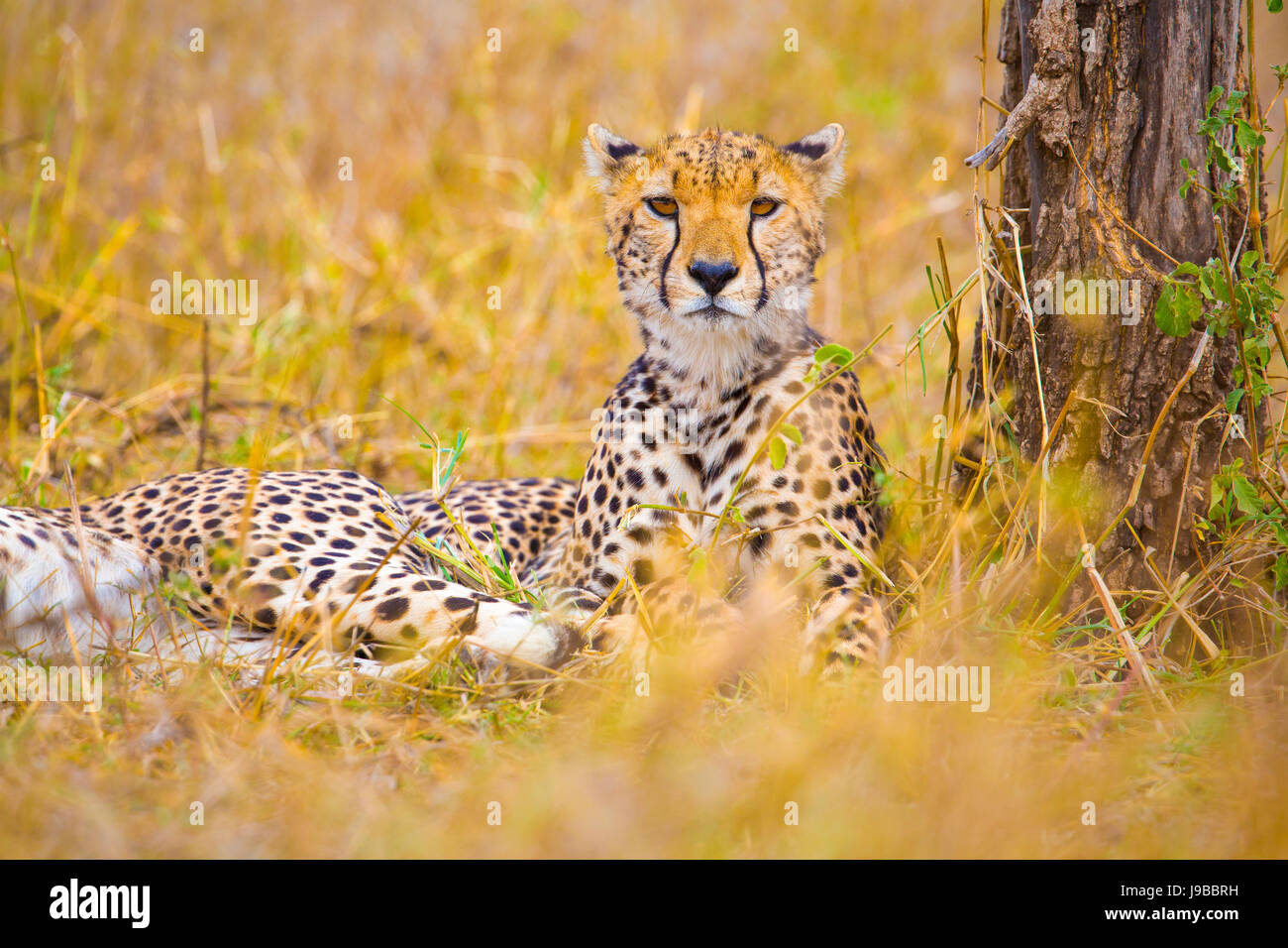 One beautiful cheetah rests at the savannah in Serengeti Stock Photo ...