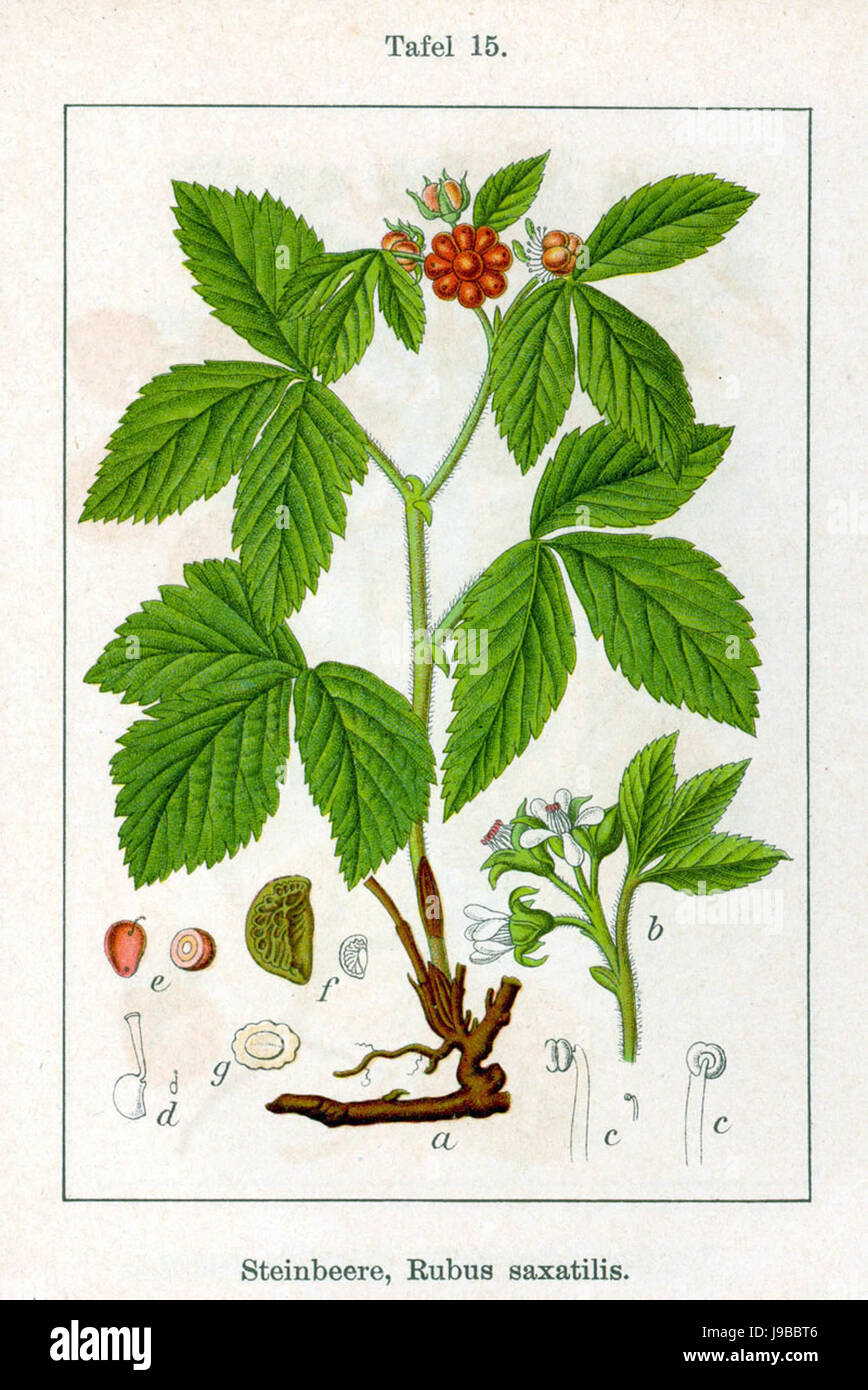Blackberry bramble species rubus hi-res stock photography and images ...