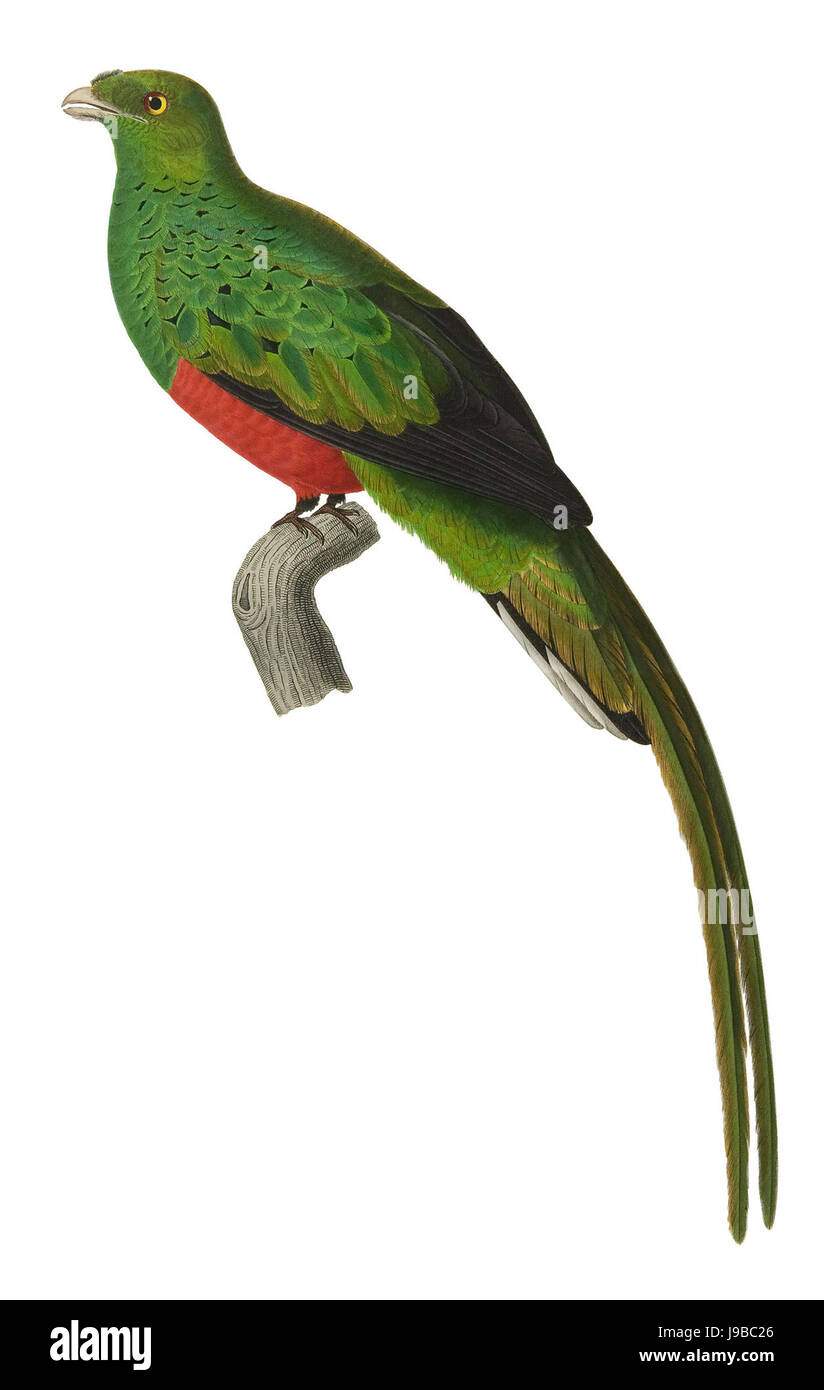 Rainforest colors Cut Out Stock Images & Pictures - Alamy