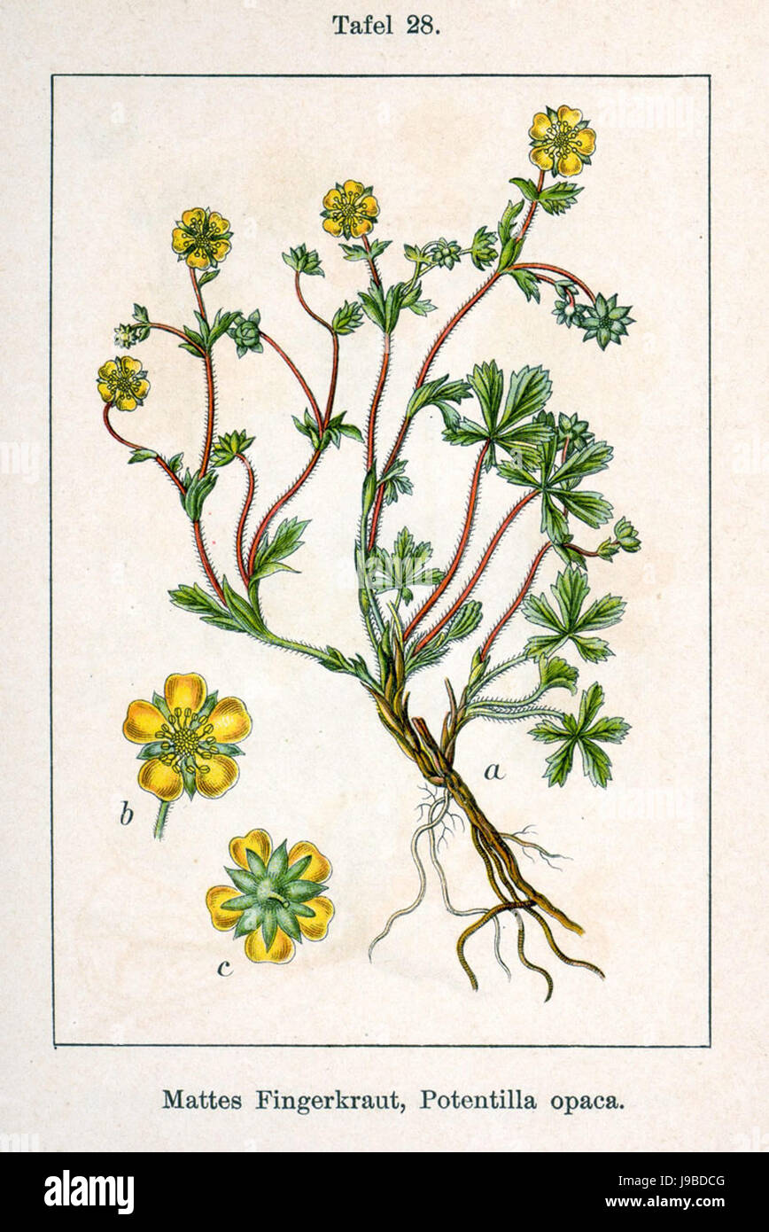 Potentilla sp hi-res stock photography and images - Alamy