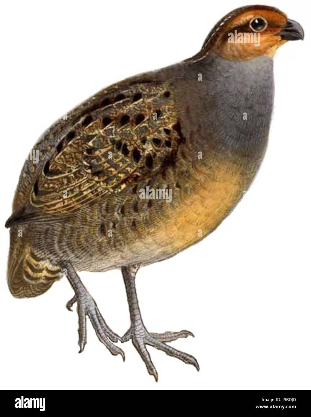 Rhynchortyx cinctus white background Stock Photo - Alamy