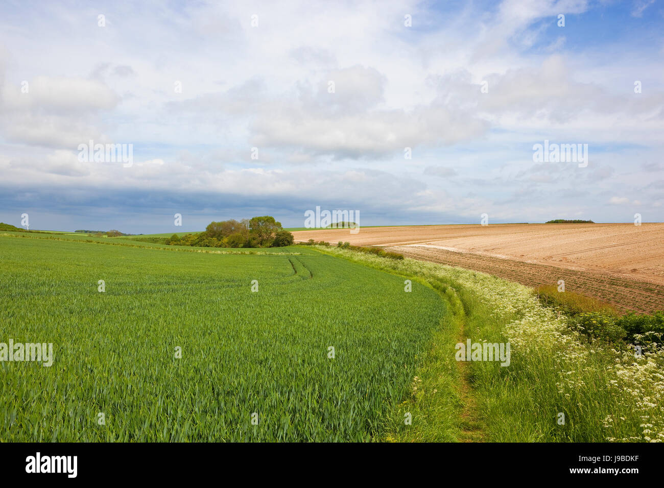a country footpath in the scenic yorkshire wolds with a small copse and ...