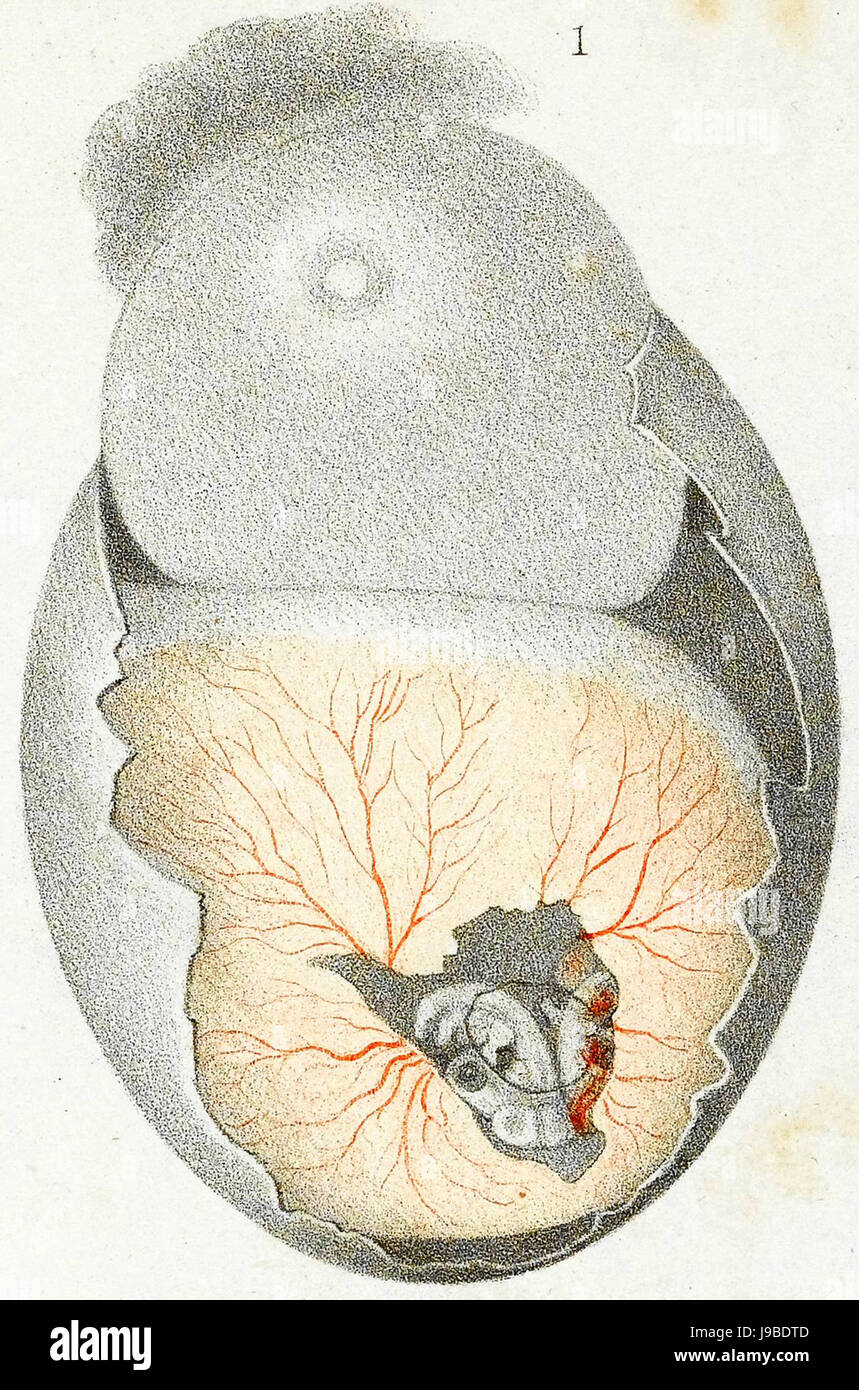 Panum hi-res stock photography and images - Alamy