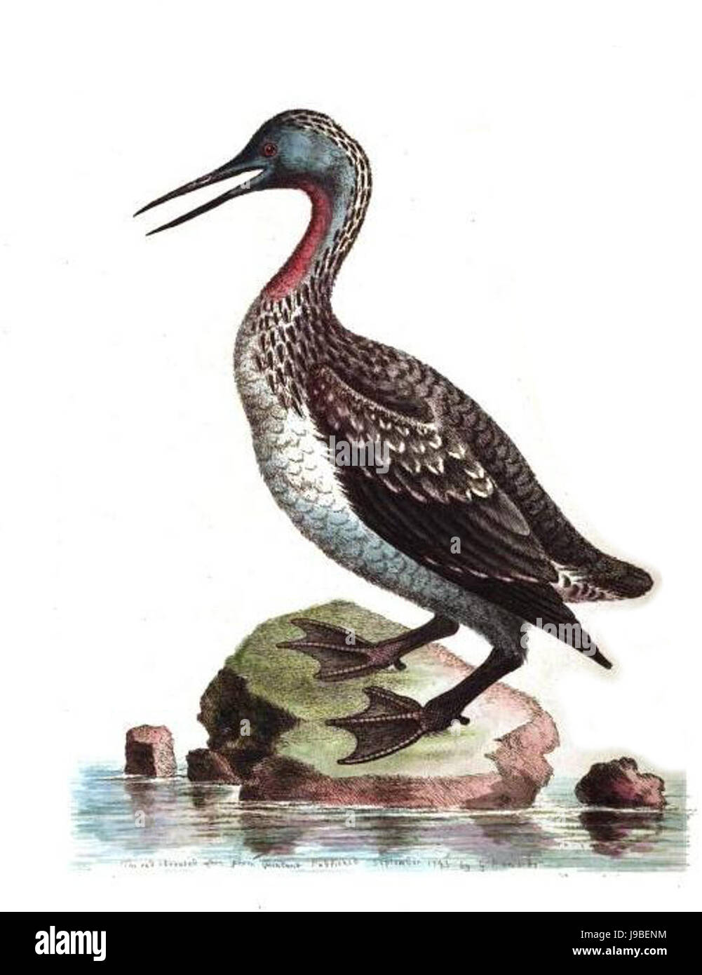 Bird george Cut Out Stock Images & Pictures - Alamy