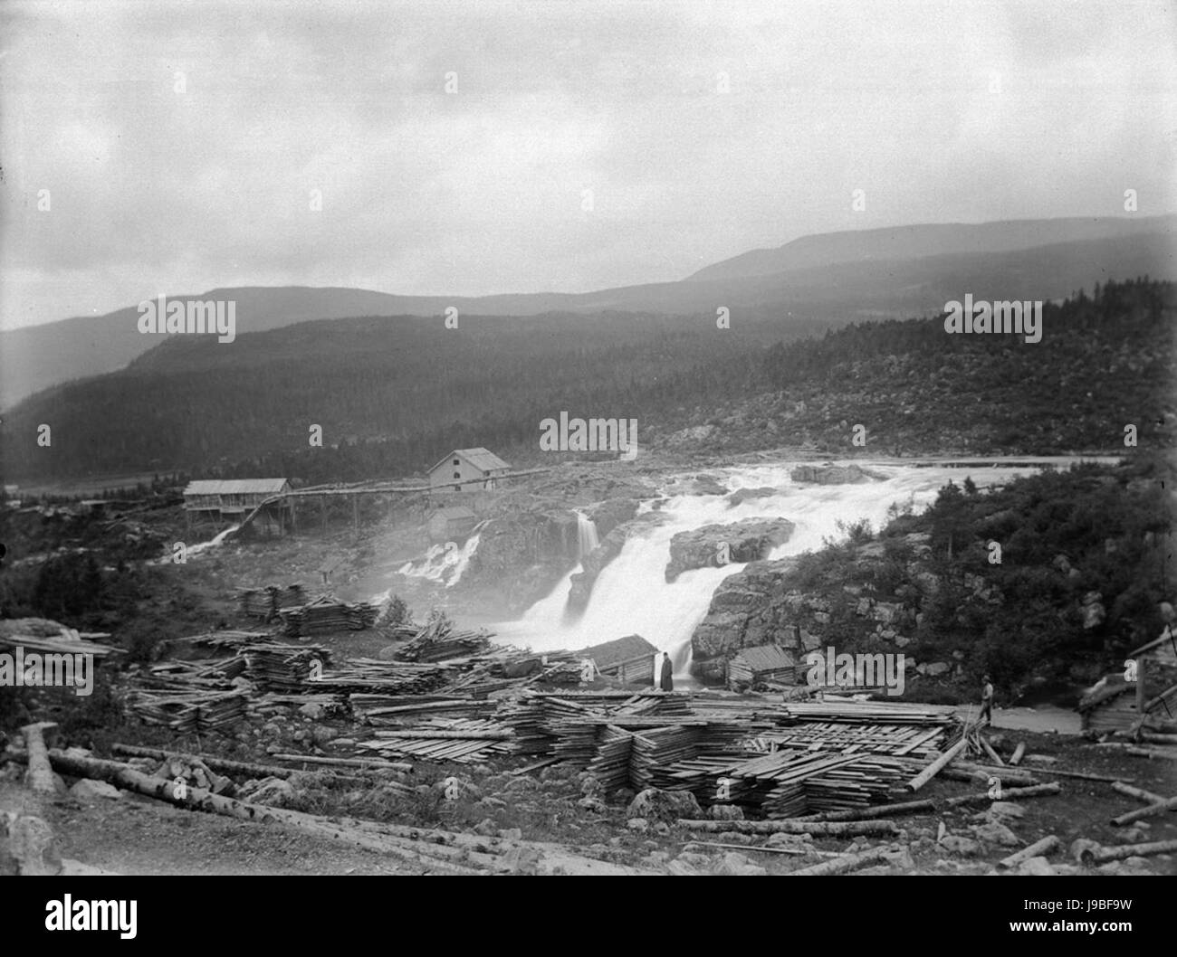 Norway wildlife photography Black and White Stock Photos & Images - Alamy