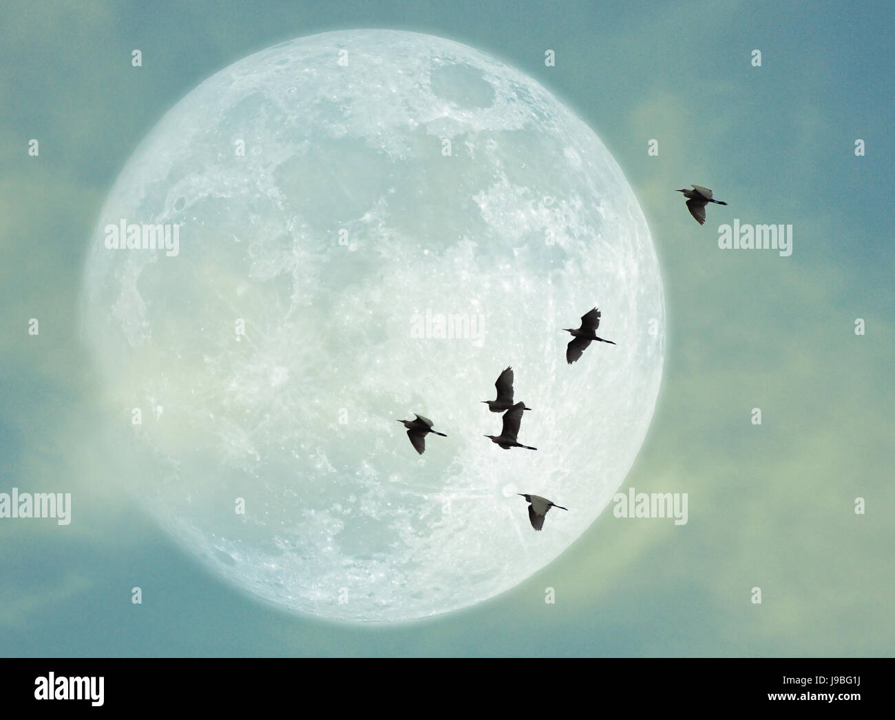 Moon birds hi-res stock photography and images - Alamy